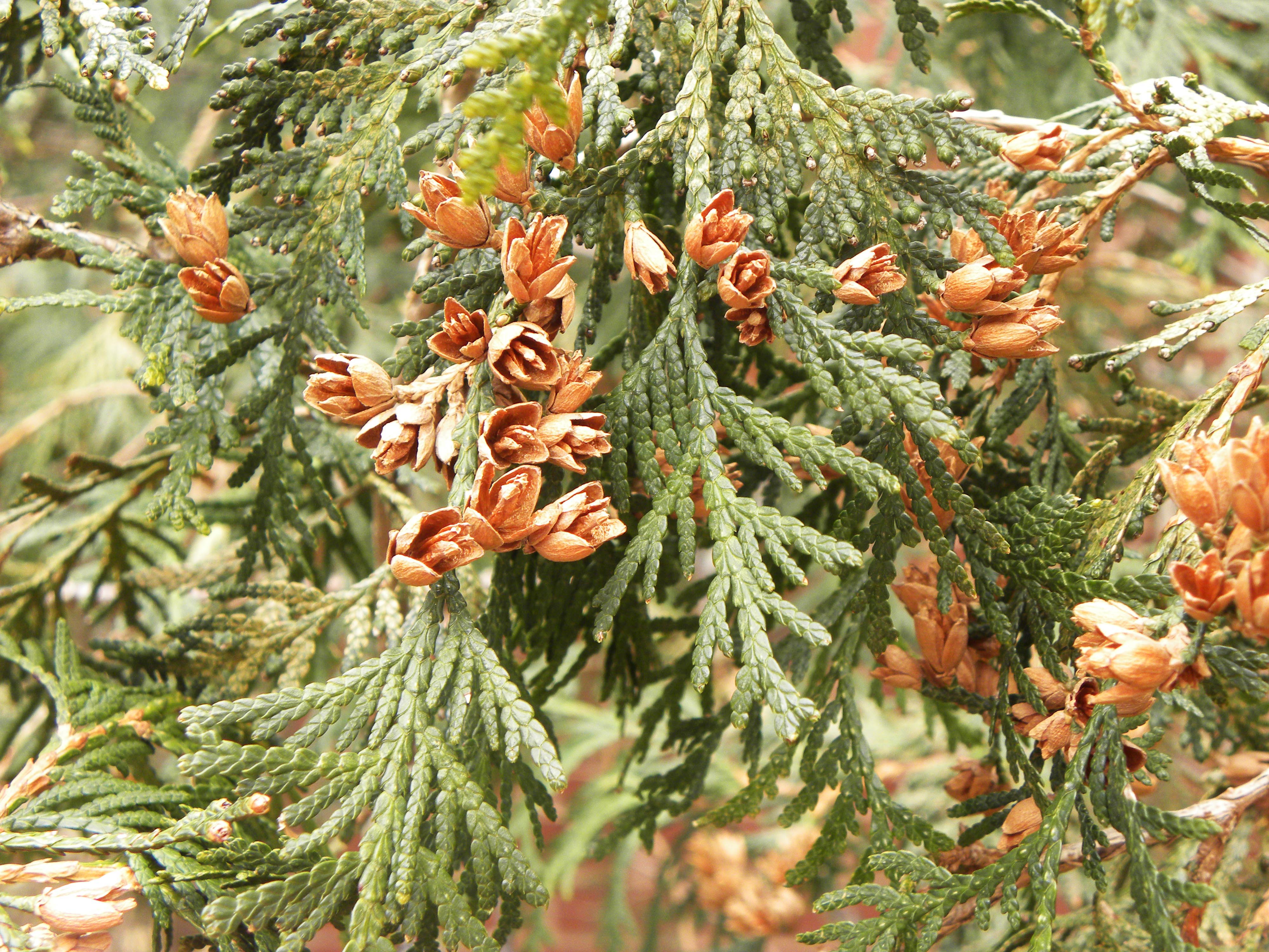 Thuja occidentalis – Purdue Arboretum Explorer