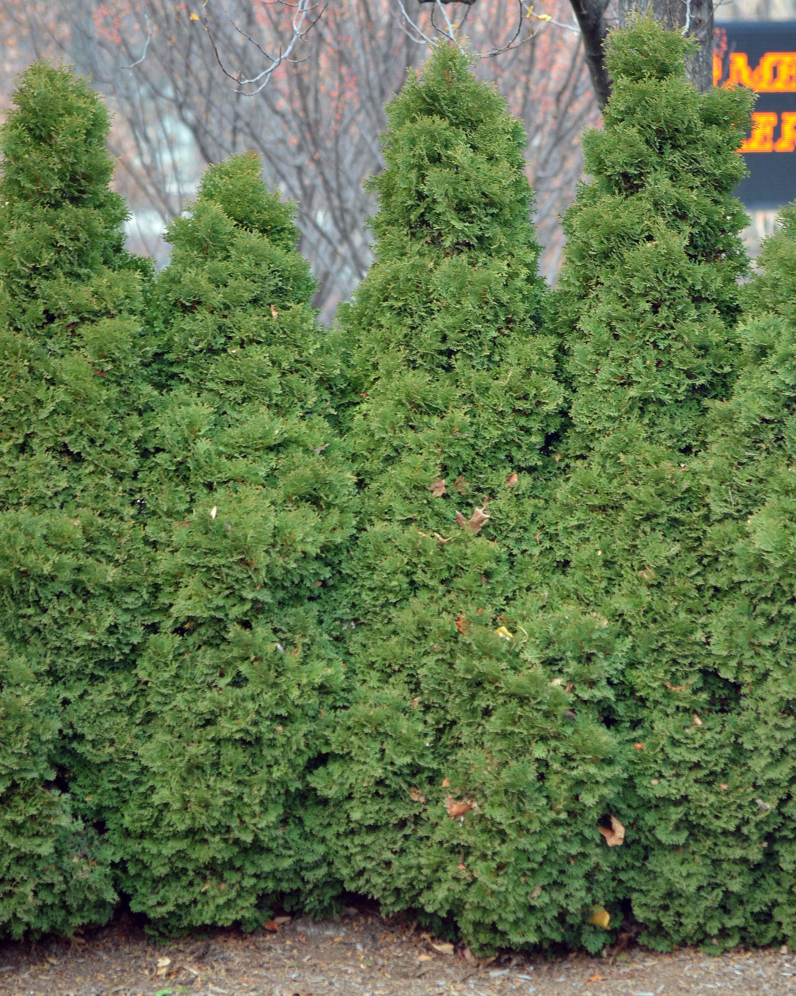 Thuja occidentalis – Purdue Arboretum Explorer