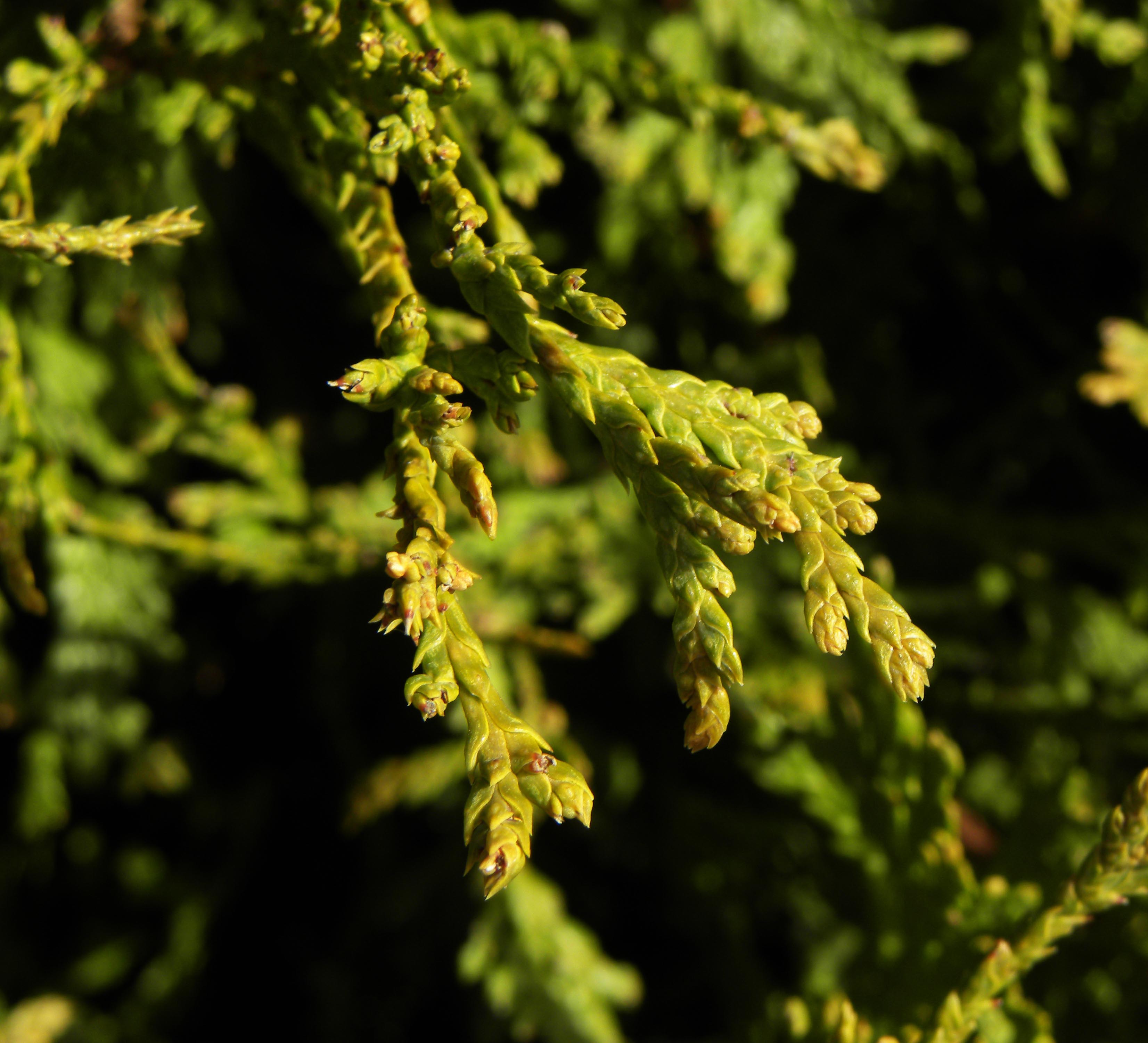 Thuja occidentalis – Purdue Arboretum Explorer