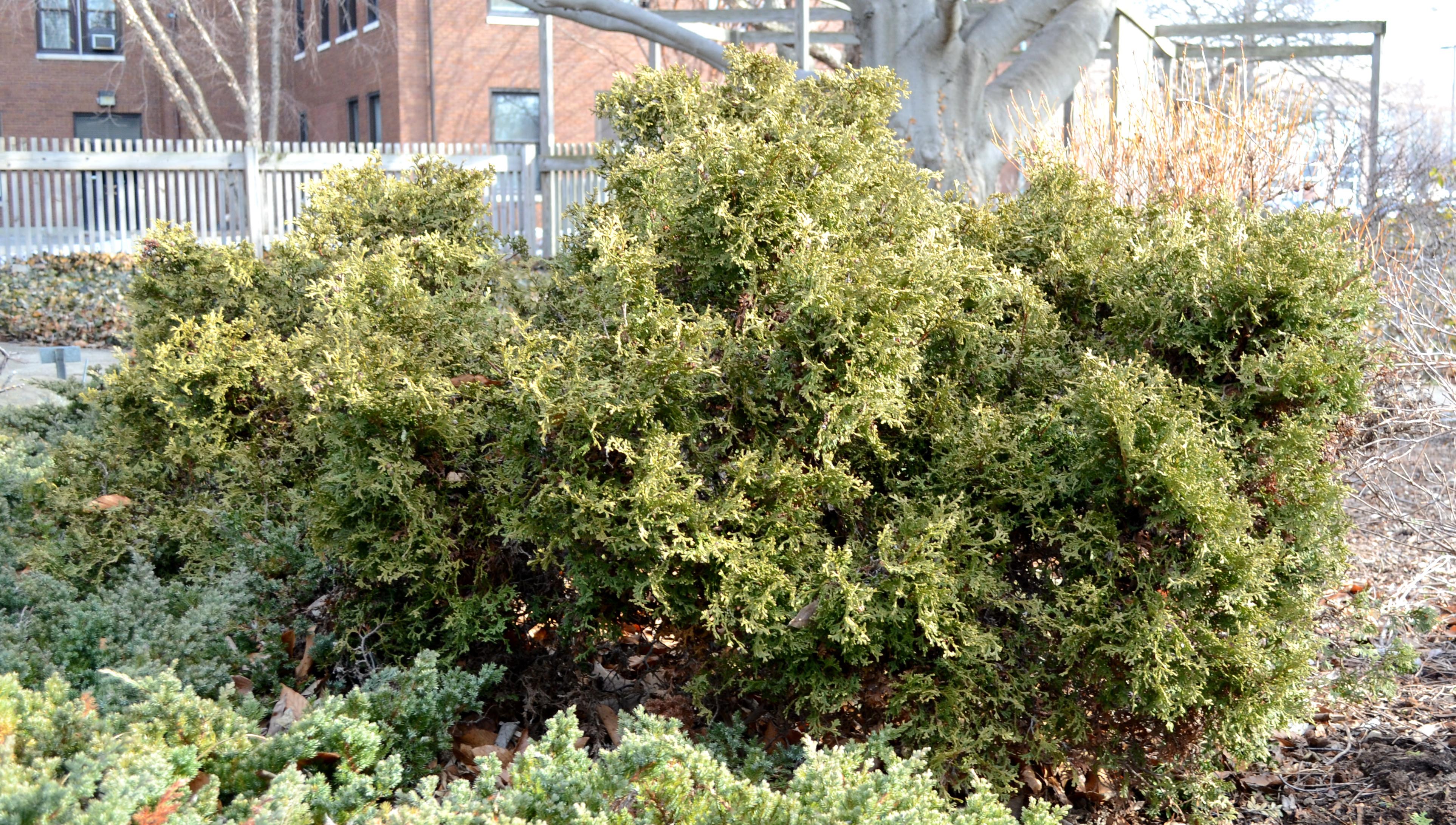 Thuja occidentalis ‘Hetz Midget’ – Purdue Arboretum Explorer