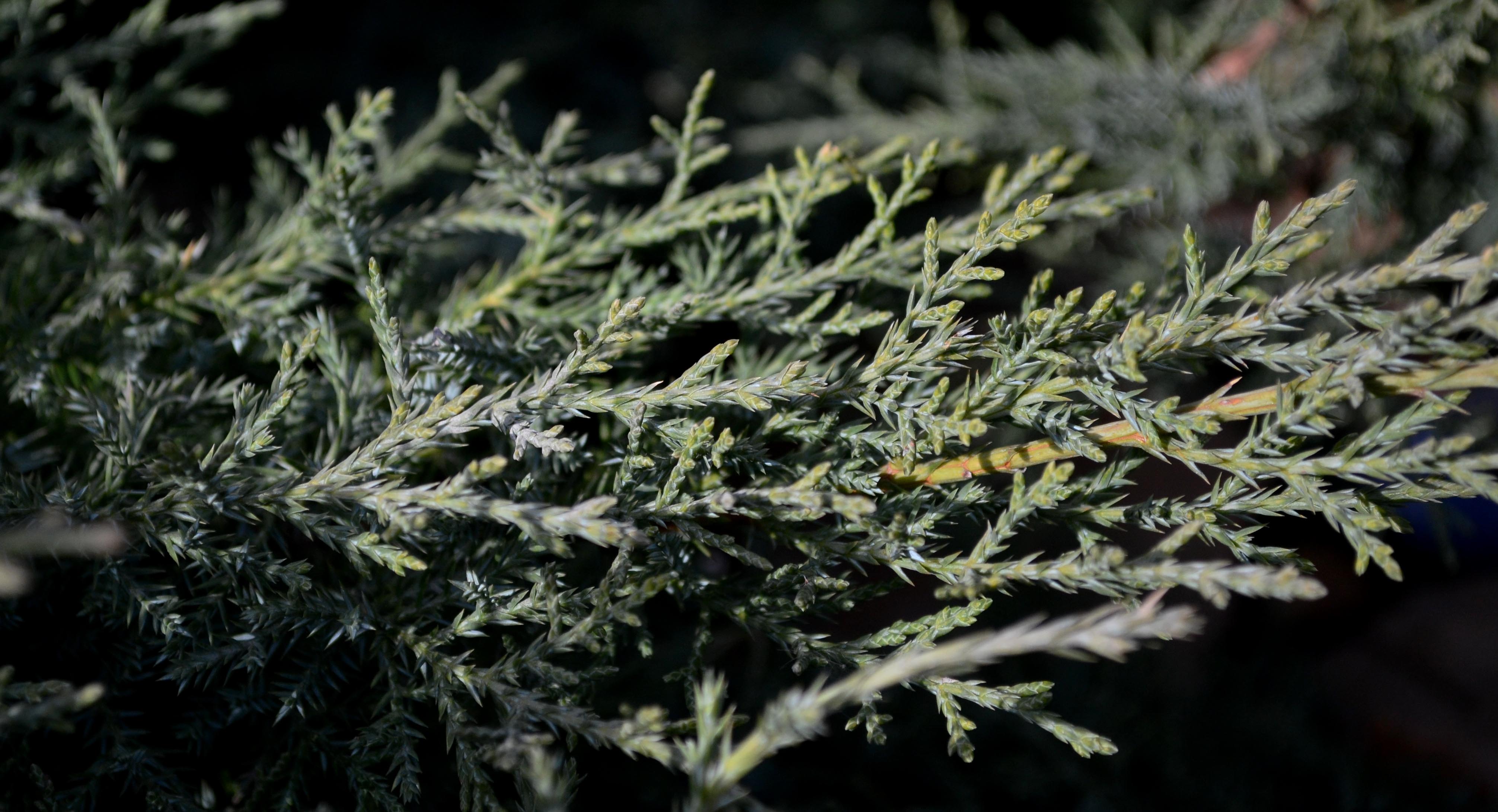 Thuja occidentalis ‘Holmstrup’ – Purdue Arboretum Explorer