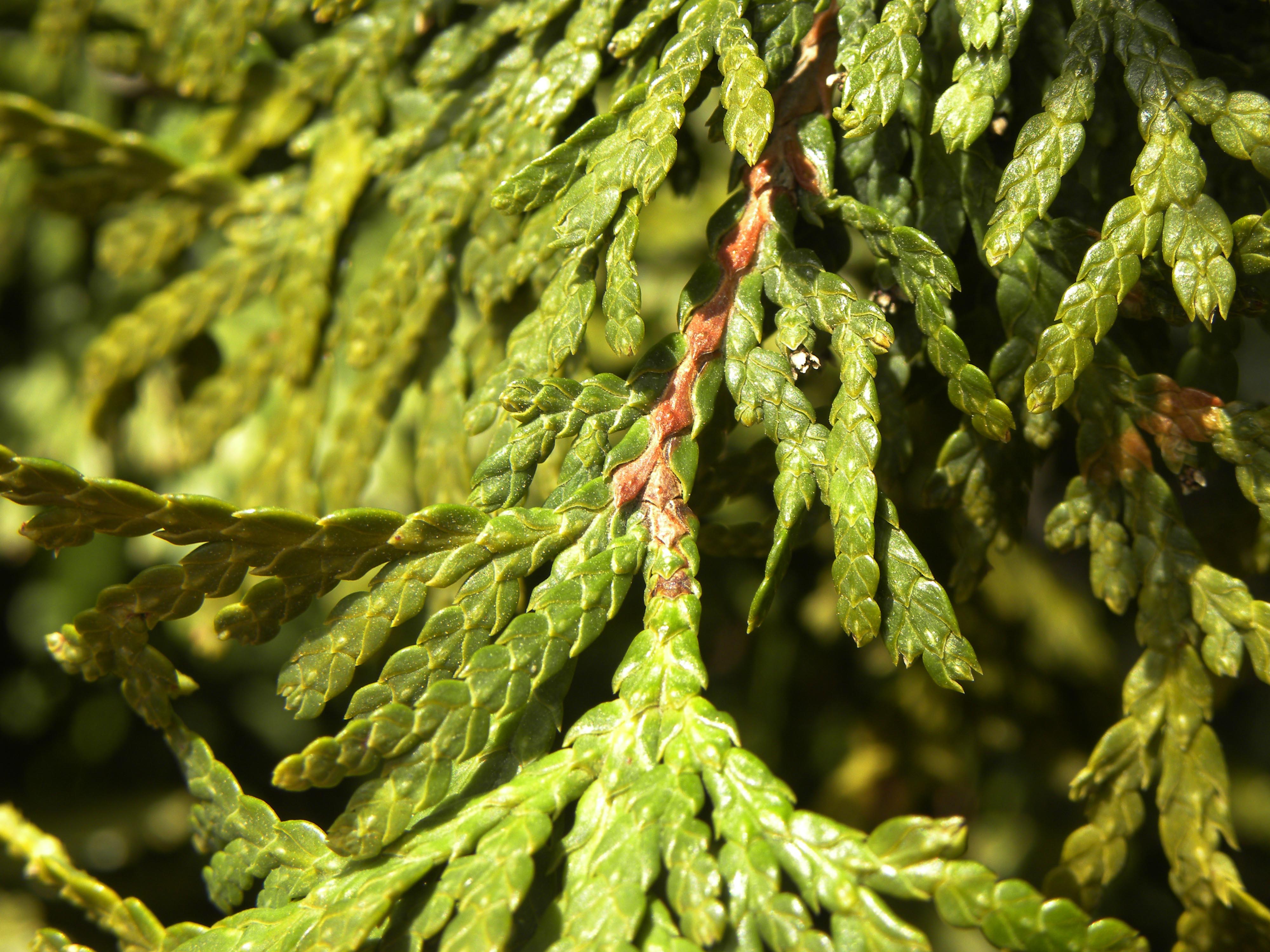 Thuja occidentalis ‘Nigra’ – Purdue Arboretum Explorer