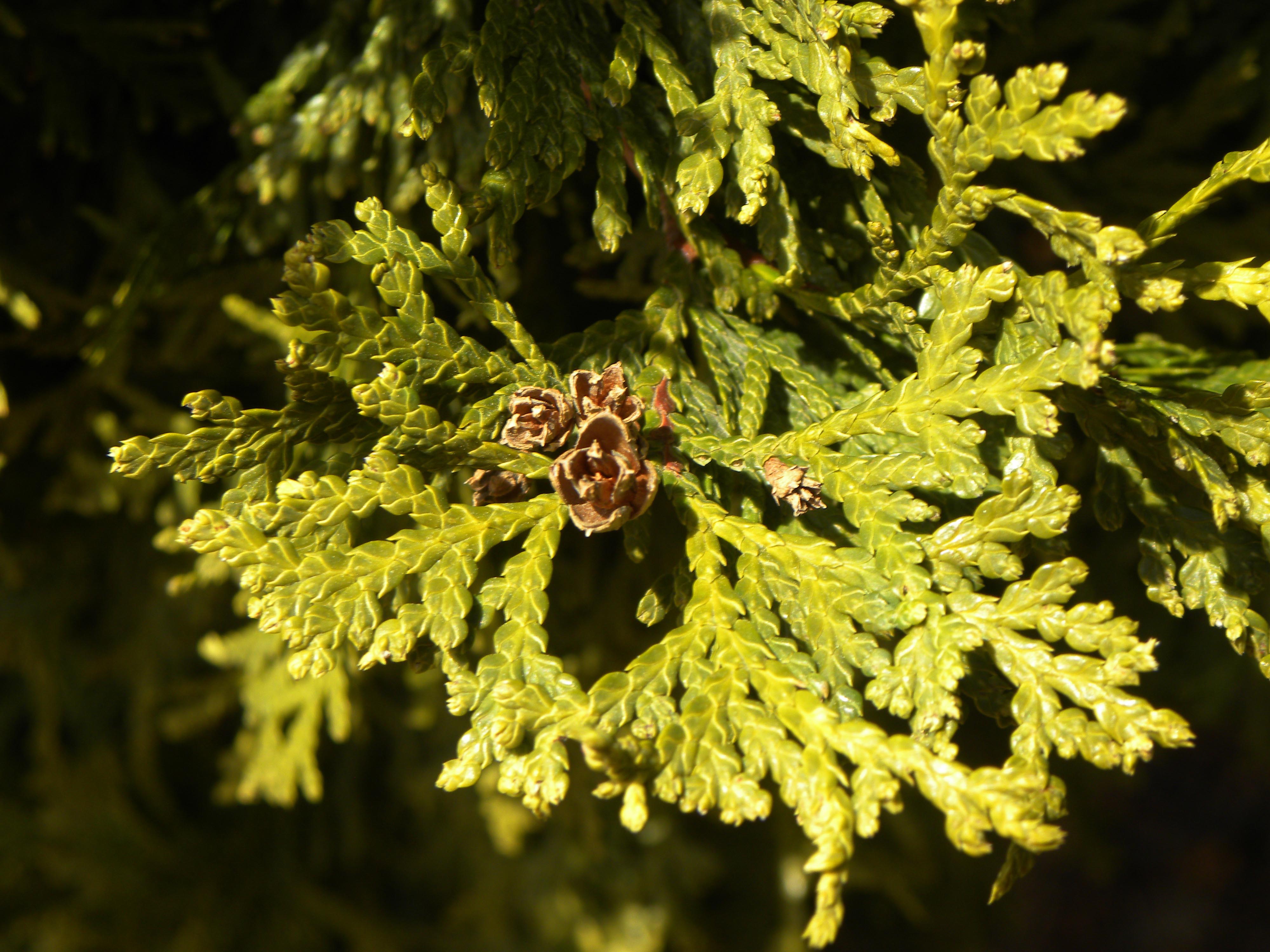 Thuja occidentalis ‘Nigra’ – Purdue Arboretum Explorer
