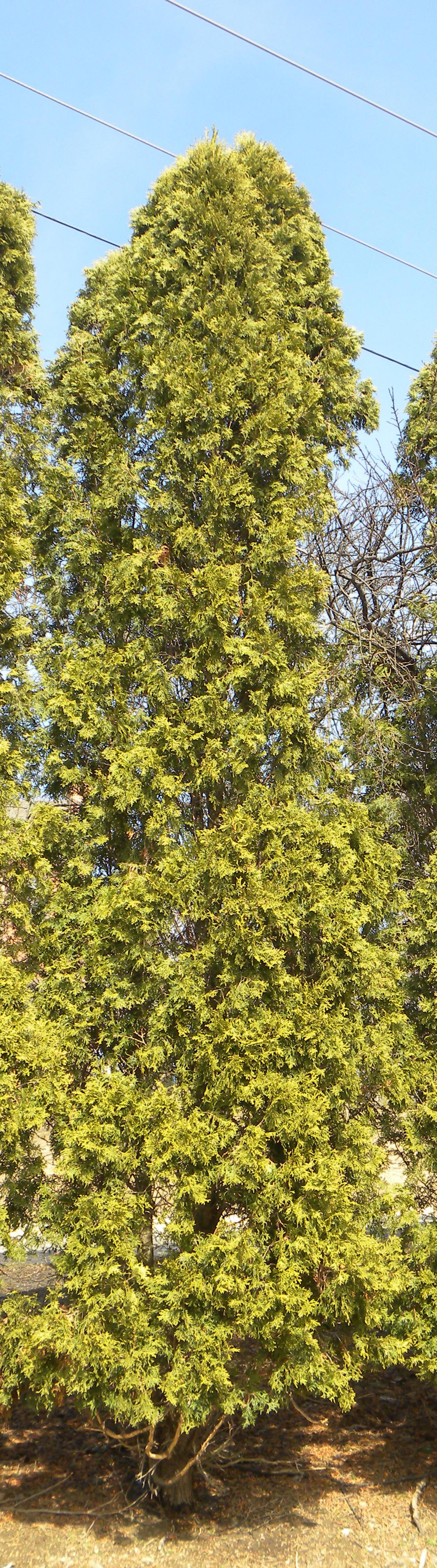 Thuja occidentalis ‘Nigra’ – Purdue Arboretum Explorer
