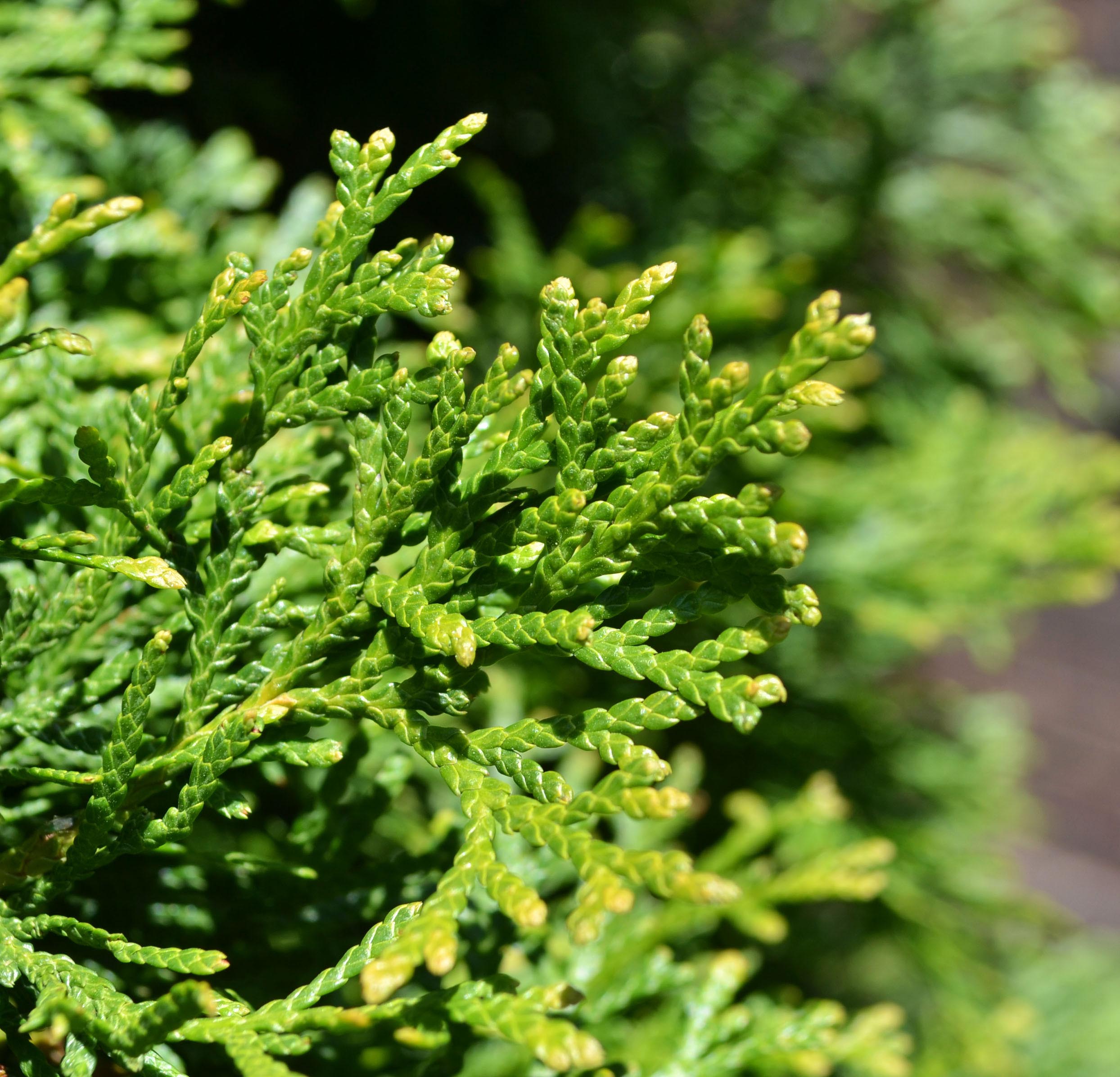 Thuja occidentalis ‘Smaragd’ – Purdue Arboretum Explorer