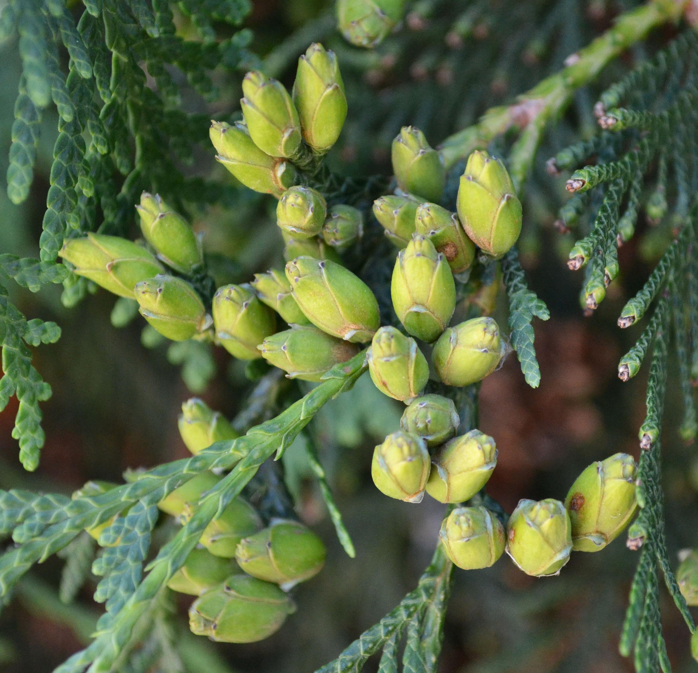 Thuja occidentalis ‘Techny’ – Purdue Arboretum Explorer