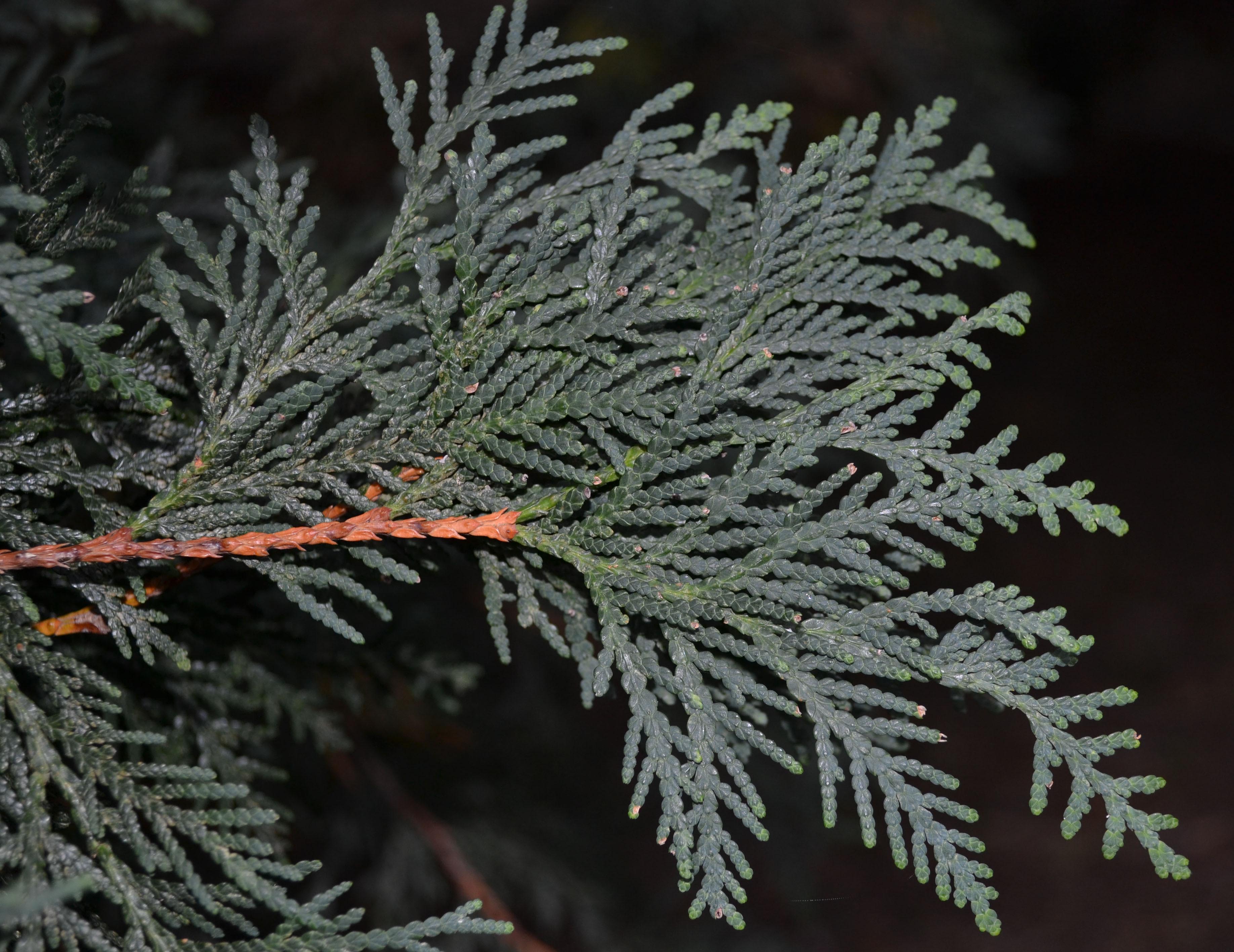 Thuja occidentalis ‘Techny’ – Purdue Arboretum Explorer