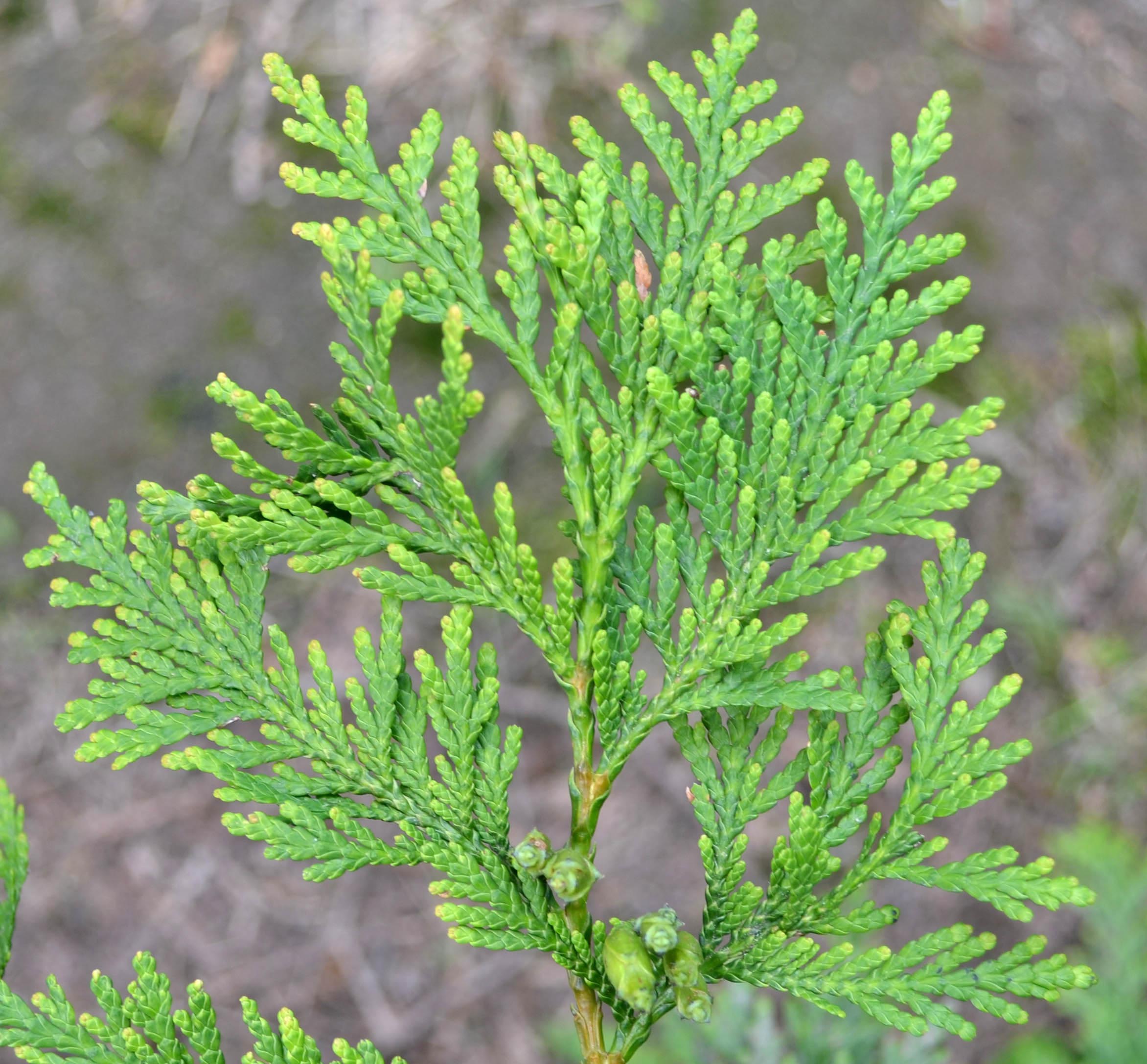 Thuja plicata ‘Elegantissima’ – Purdue Arboretum Explorer