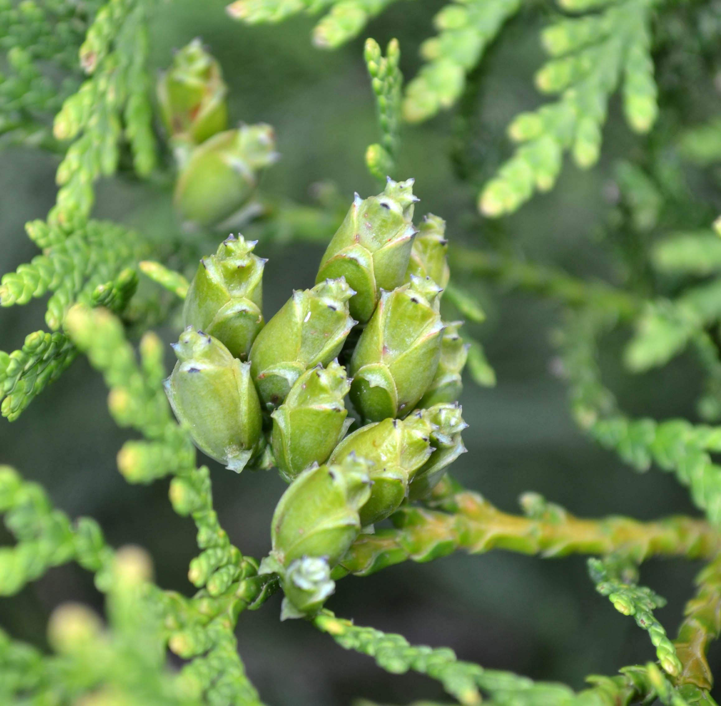 Thuja plicata ‘Elegantissima’ – Purdue Arboretum Explorer