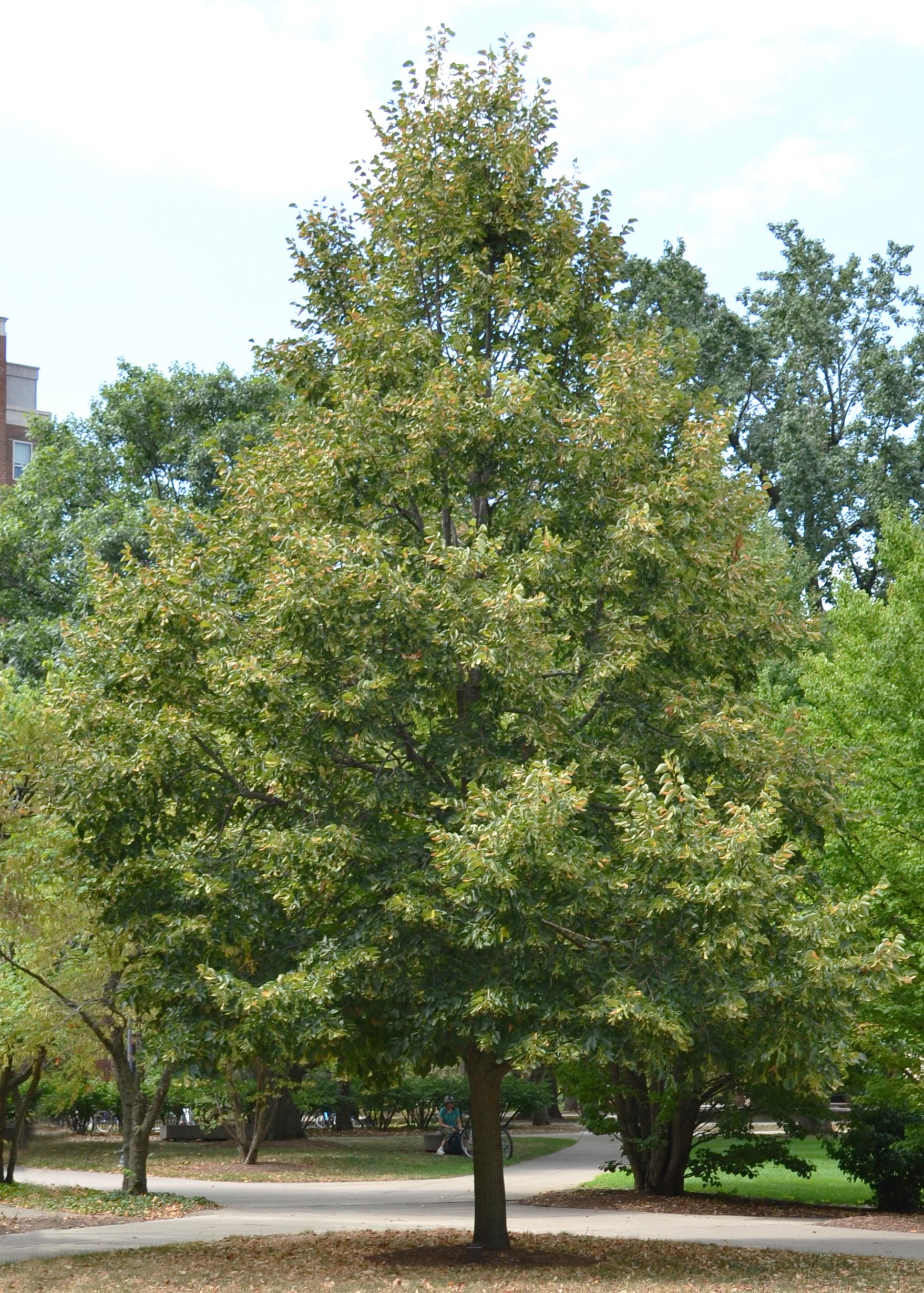 Tilia americana ‘Redmond’ – Purdue Arboretum Explorer
