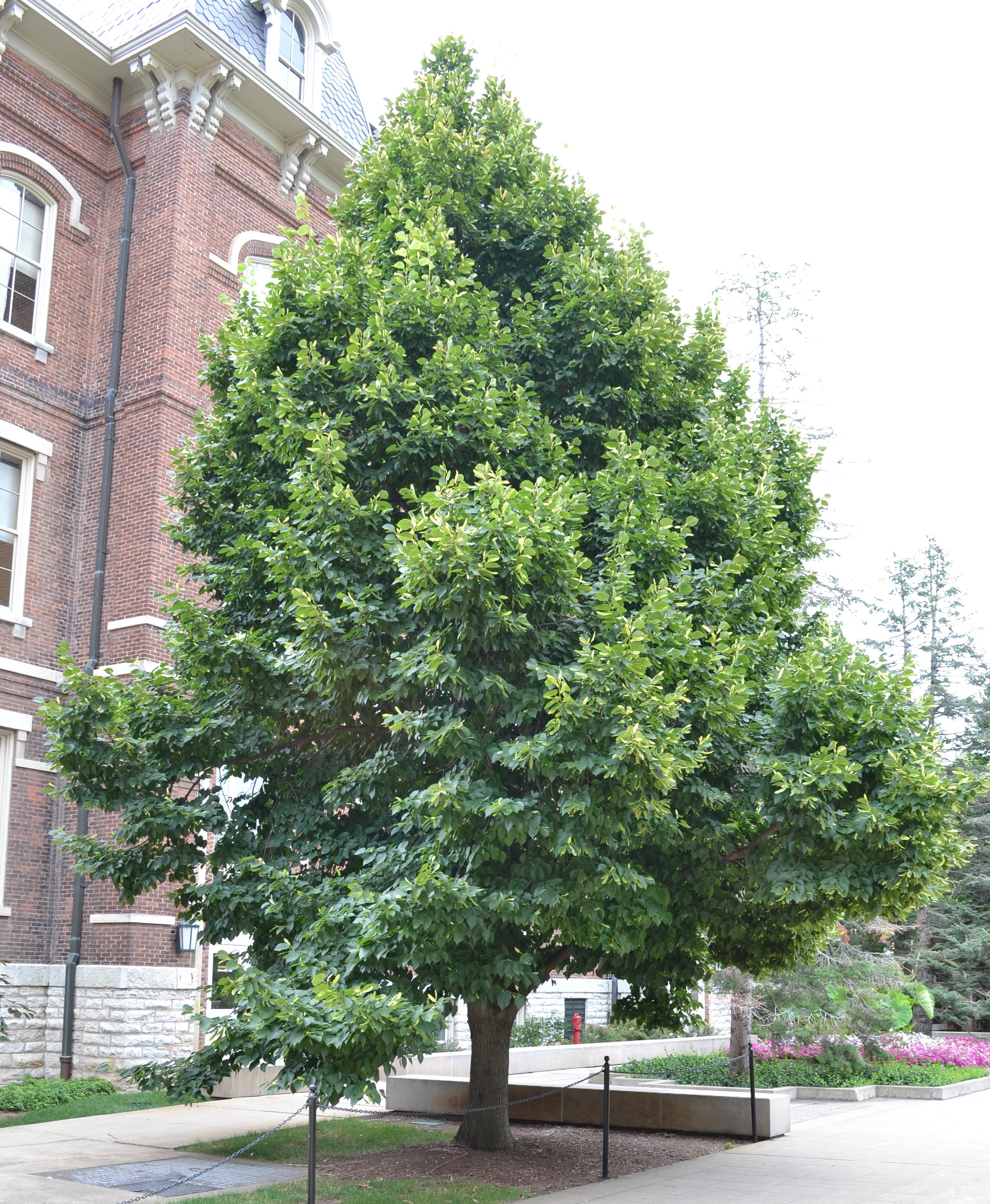 Tilia americana ‘Redmond’ – Purdue Arboretum Explorer