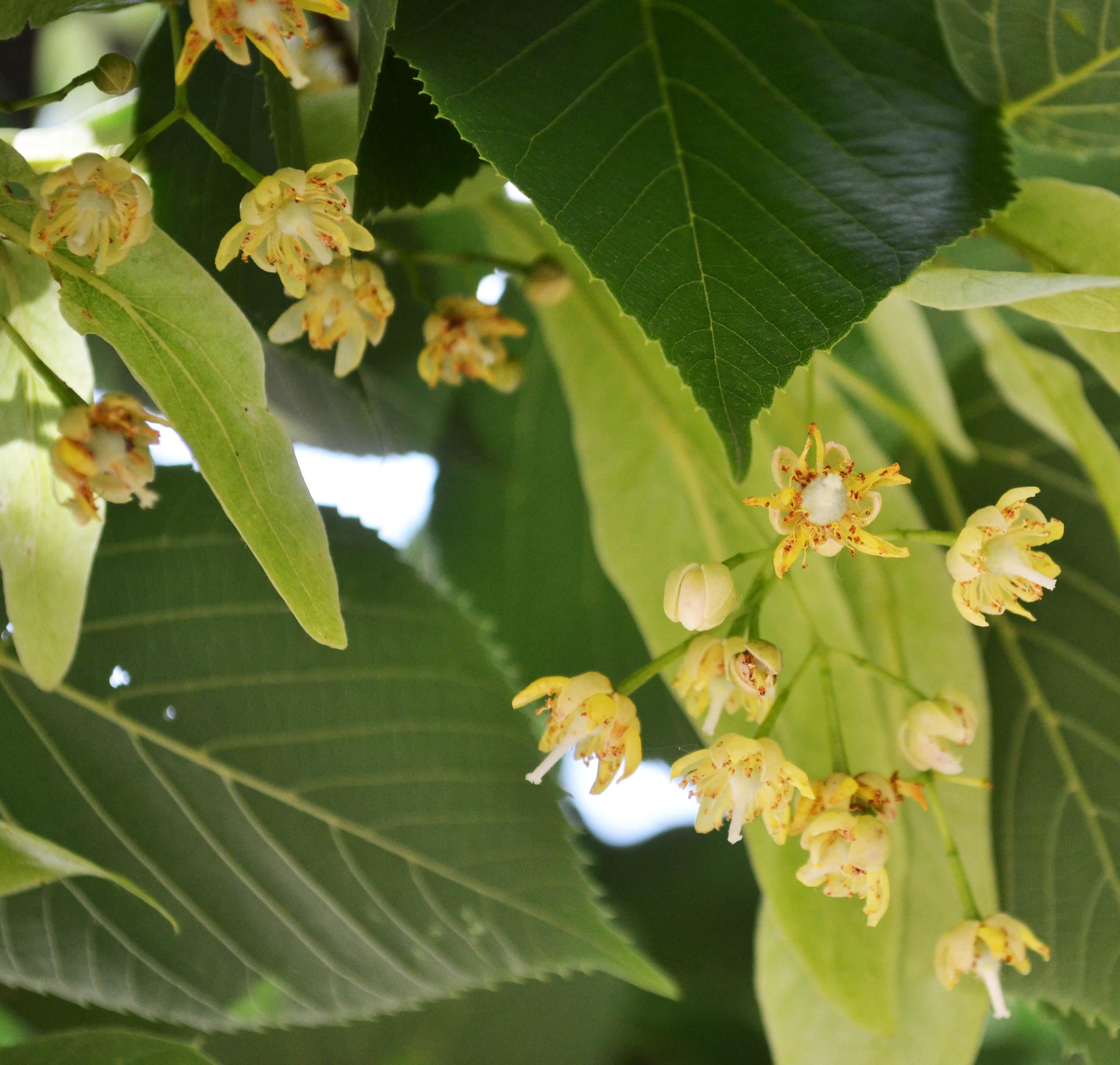 Tilia americana ‘Redmond’ – Purdue Arboretum Explorer