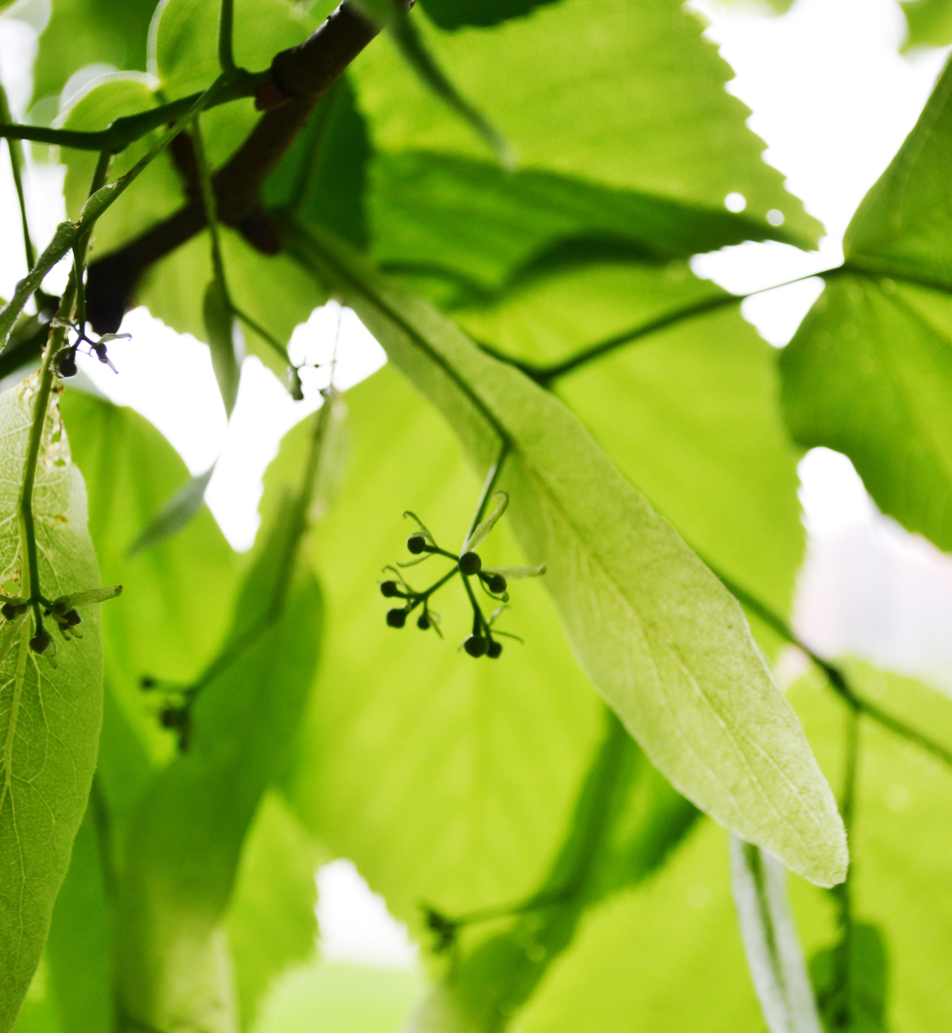 Tilia americana ‘Redmond’ – Purdue Arboretum Explorer