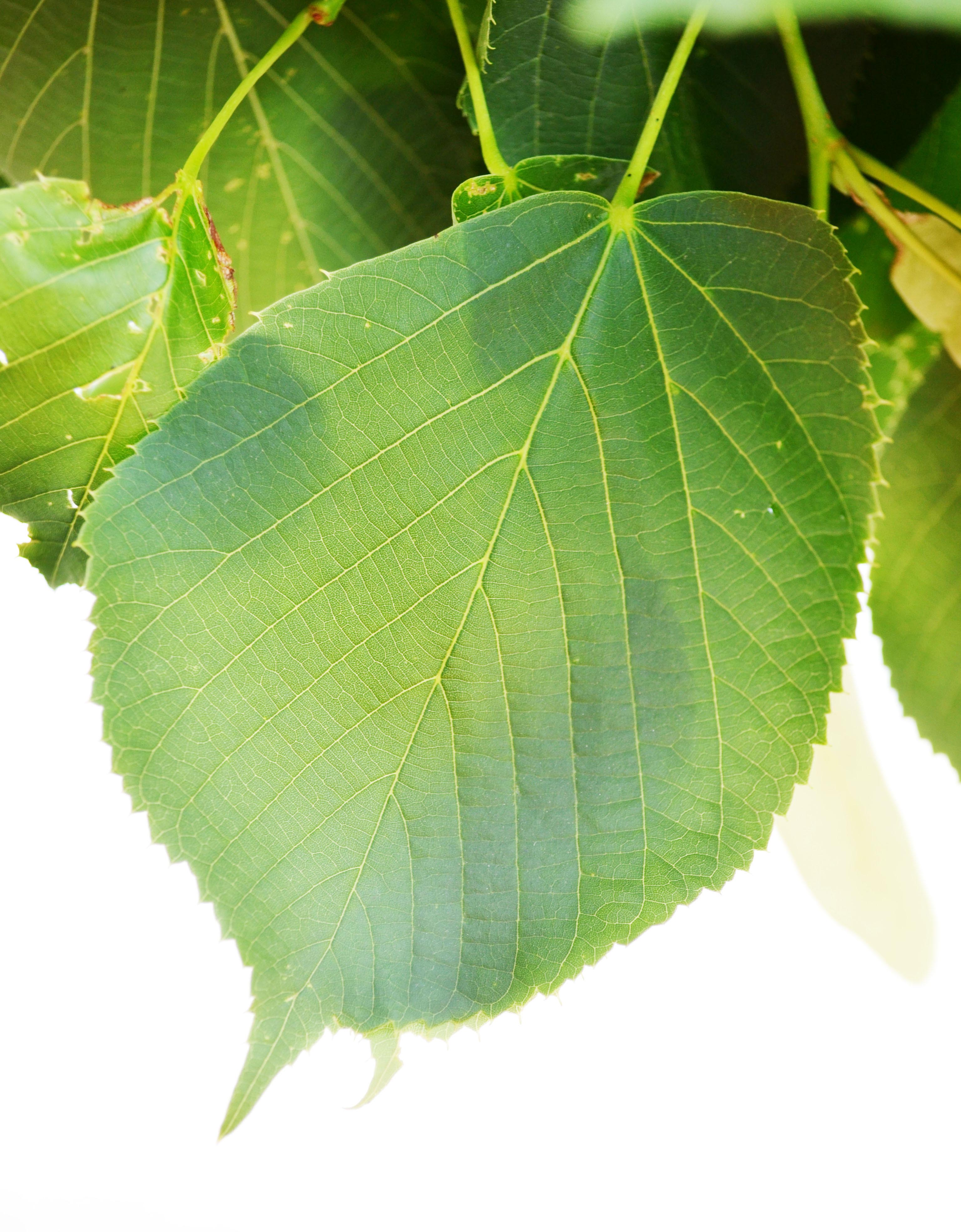 Tilia americana ‘Redmond’ – Purdue Arboretum Explorer