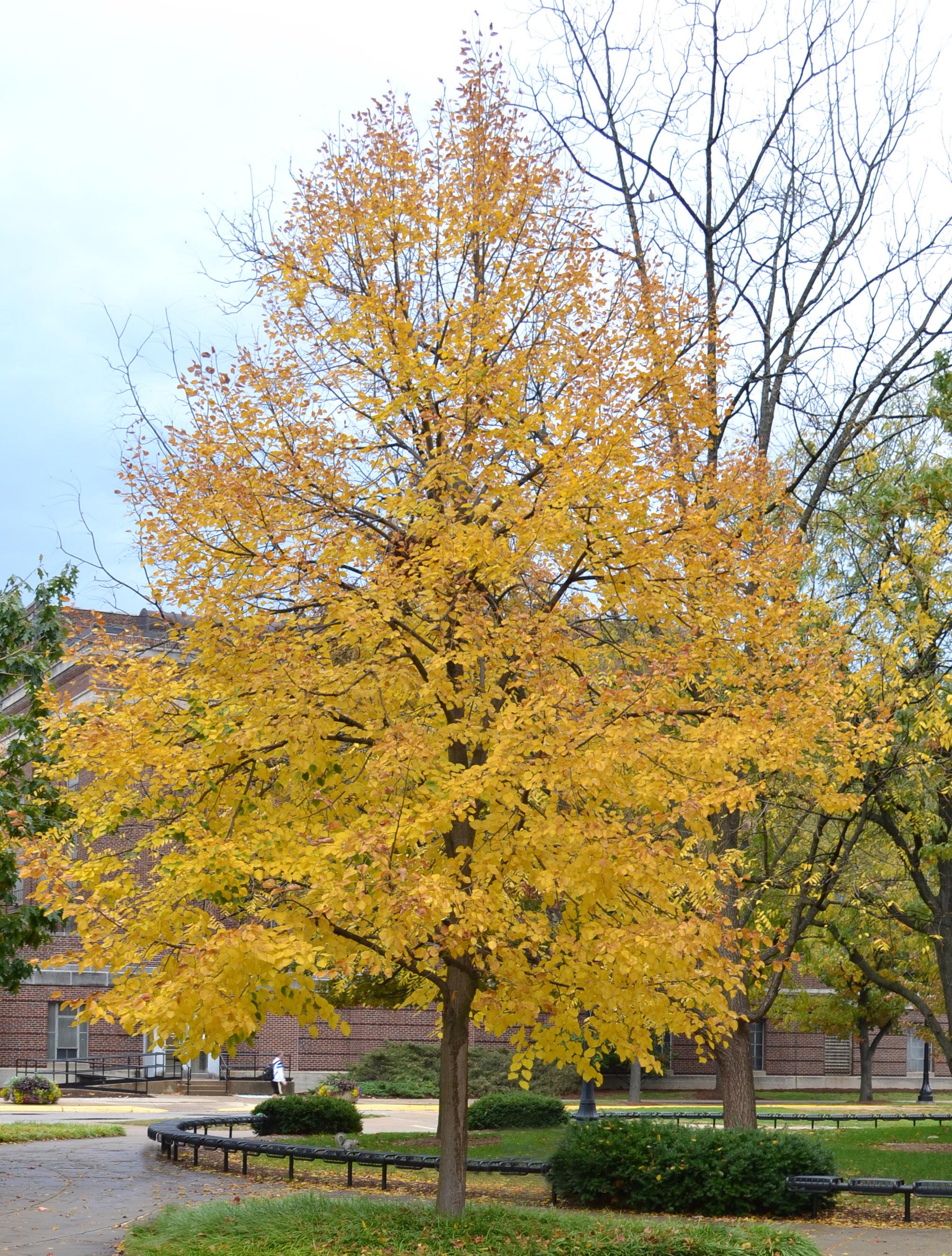 Tilia americana ‘Redmond’ – Purdue Arboretum Explorer