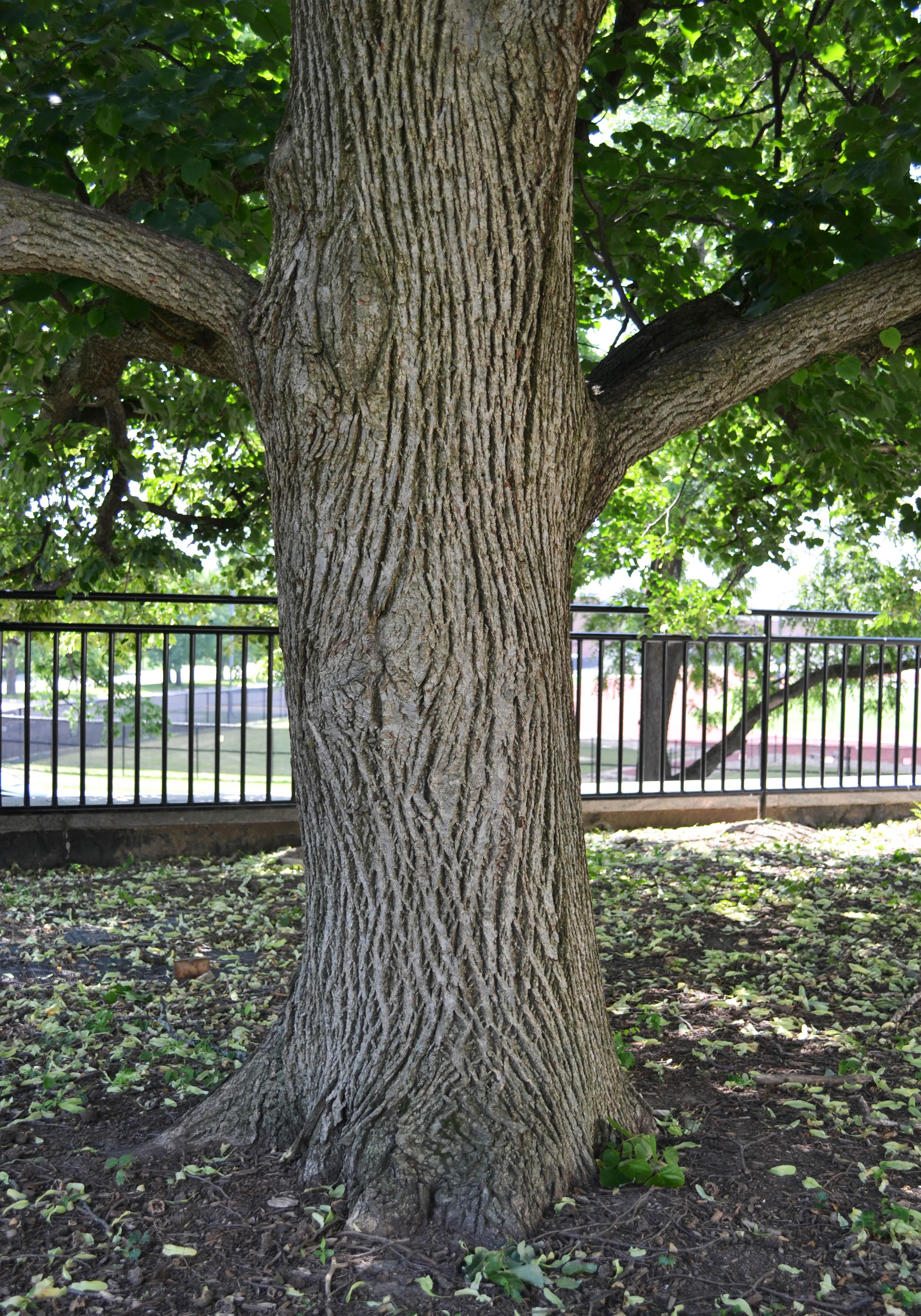 Tilia cordata – Purdue Arboretum Explorer
