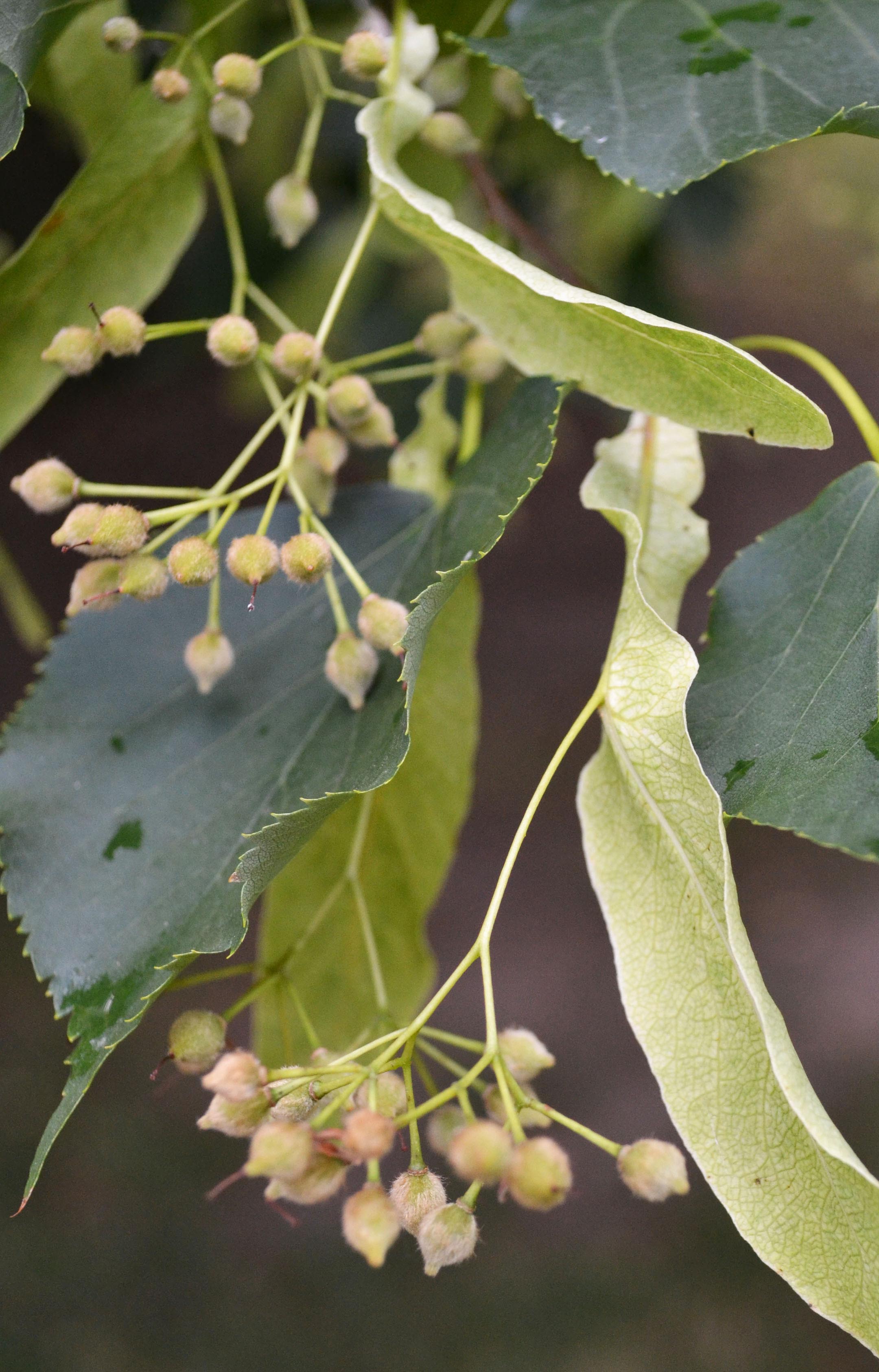 Tilia cordata – Purdue Arboretum Explorer