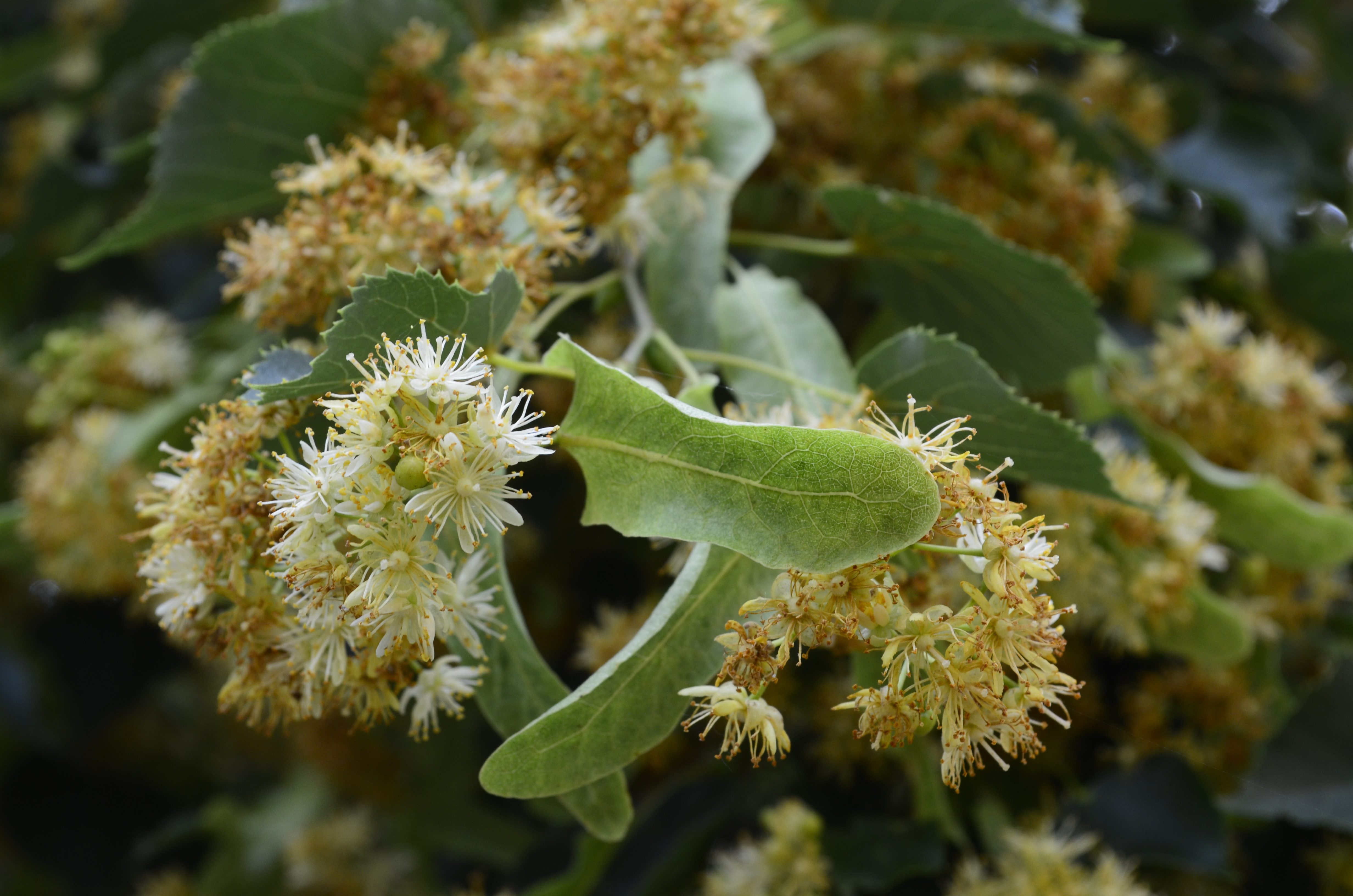 Tilia cordata – Purdue Arboretum Explorer