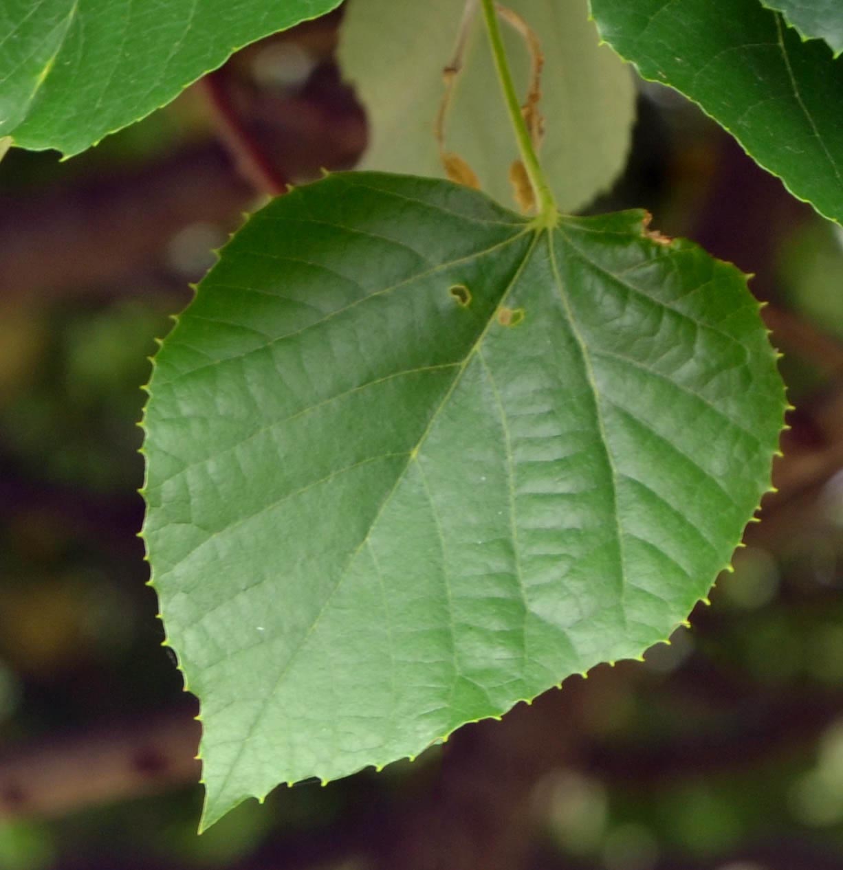 Tilia tomentosa – Purdue Arboretum Explorer