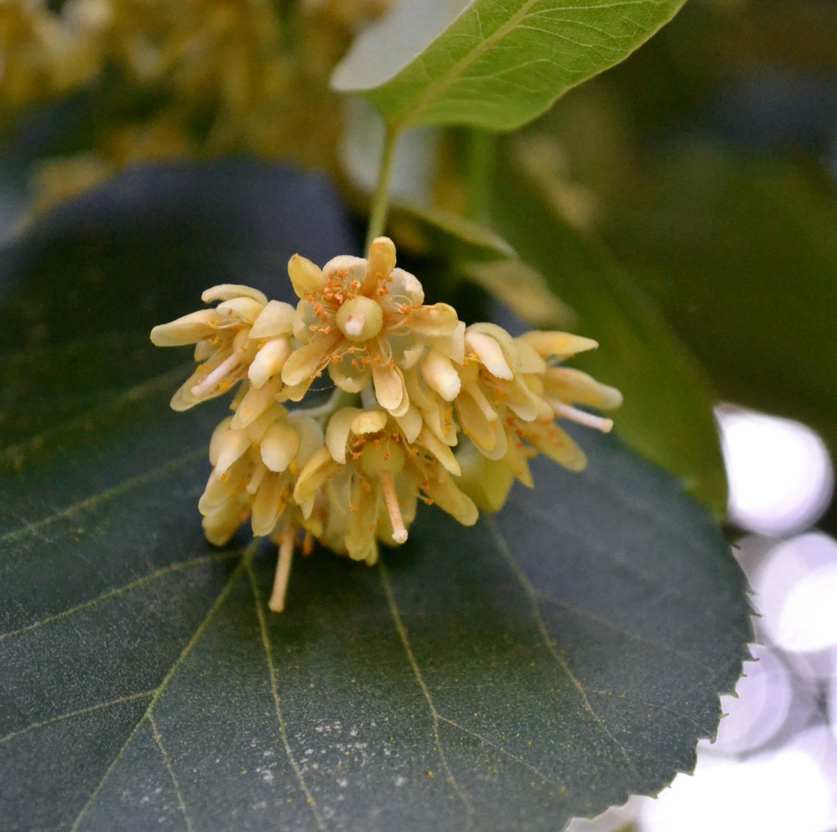 Tilia tomentosa – Purdue Arboretum Explorer