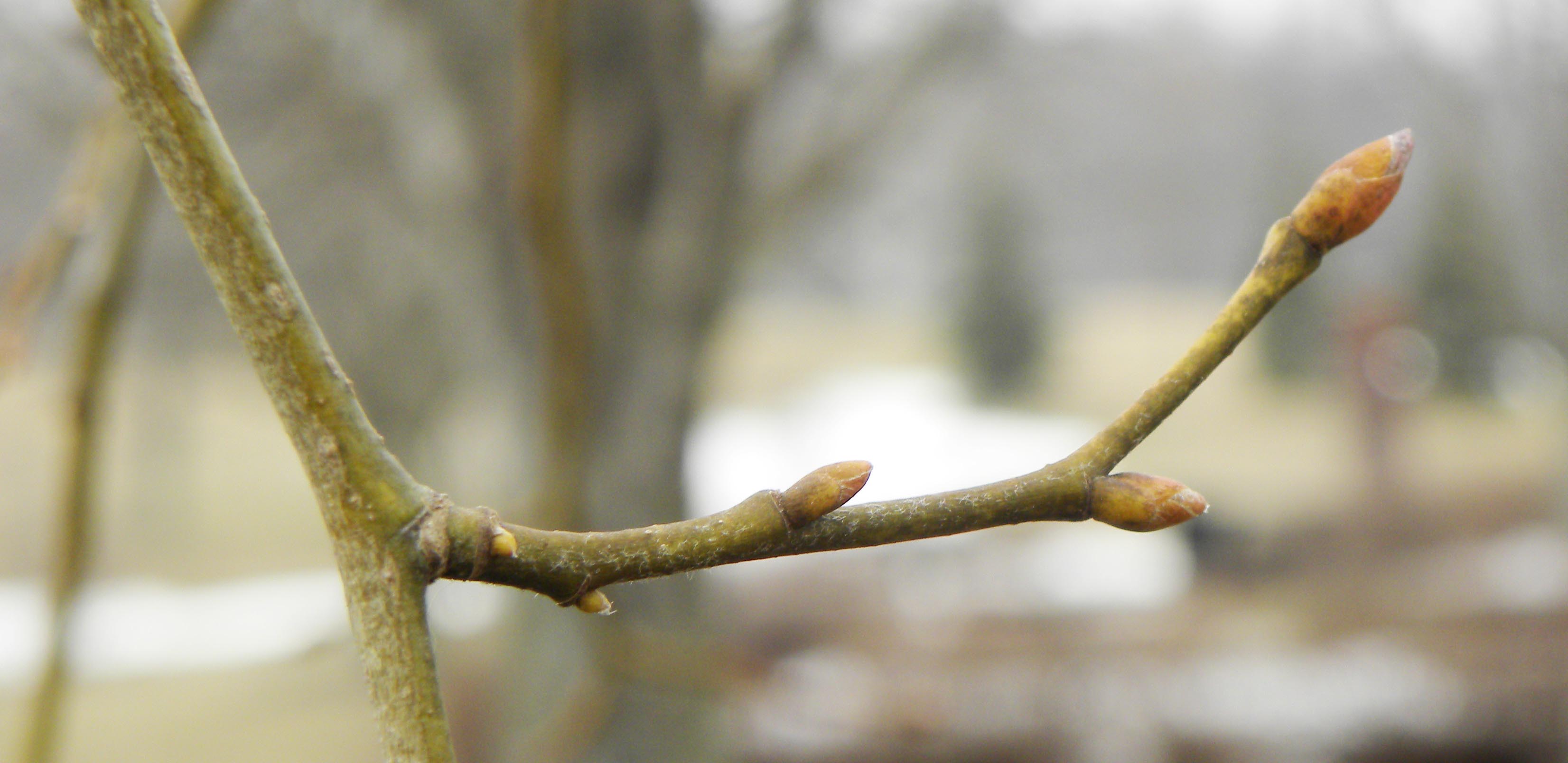 Tilia × euchlora – Purdue Arboretum Explorer