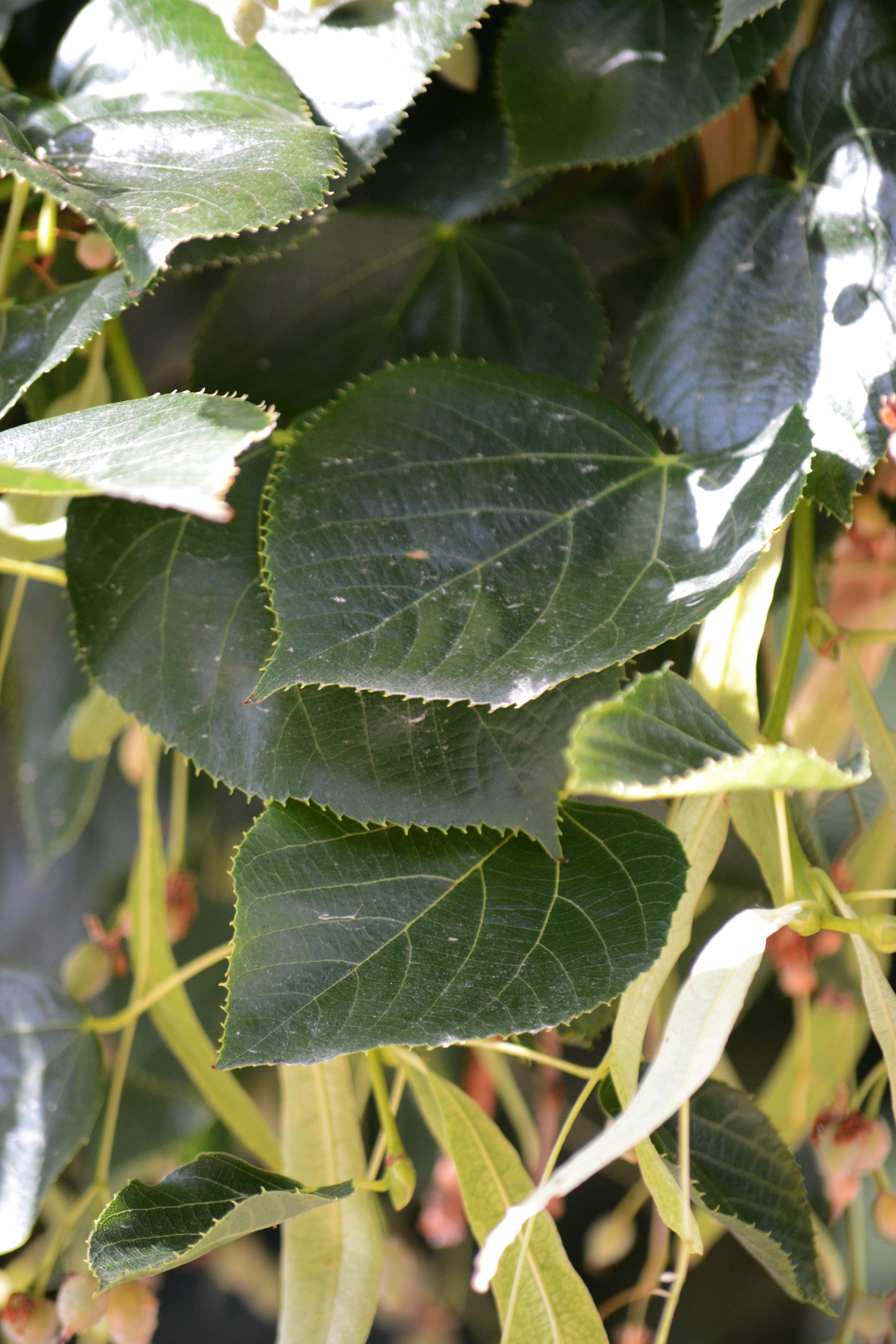 Tilia × euchlora – Purdue Arboretum Explorer