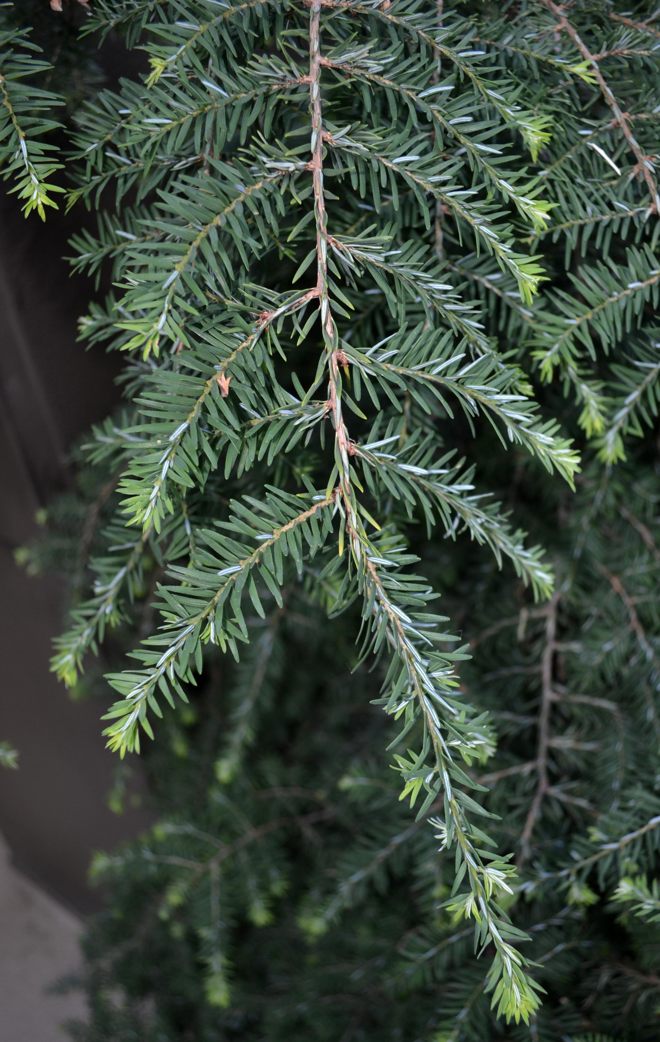 Tsuga canadensis – Purdue Arboretum Explorer