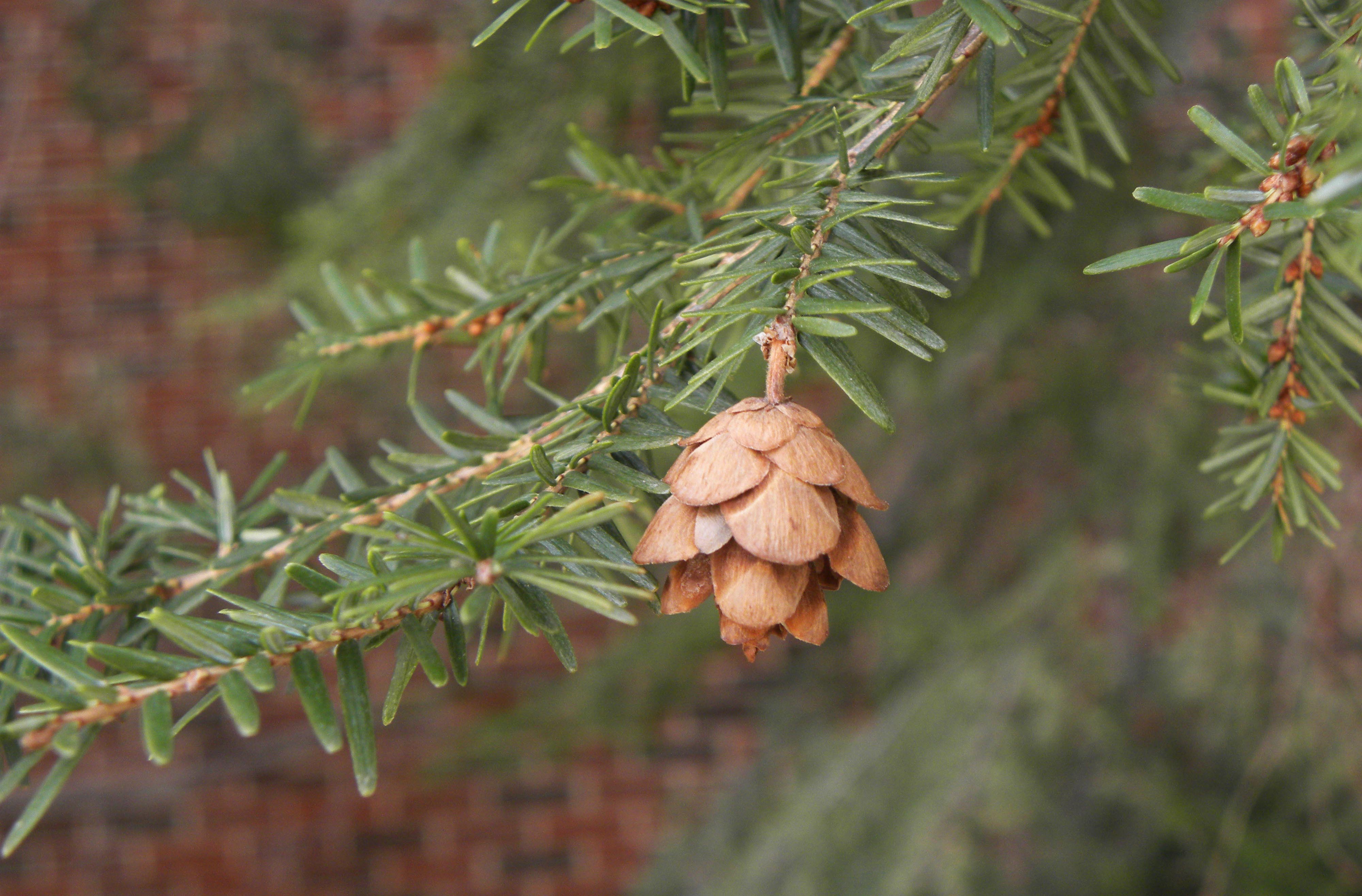 Tsuga canadensis – Purdue Arboretum Explorer