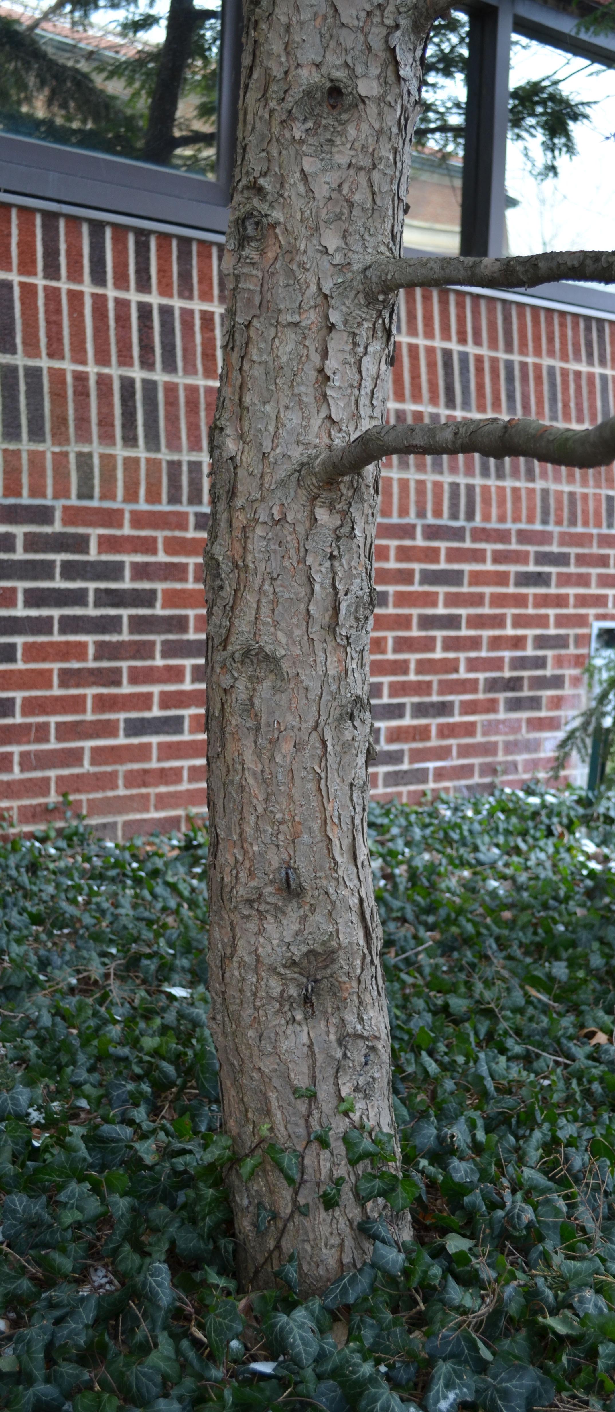 Tsuga canadensis – Purdue Arboretum Explorer