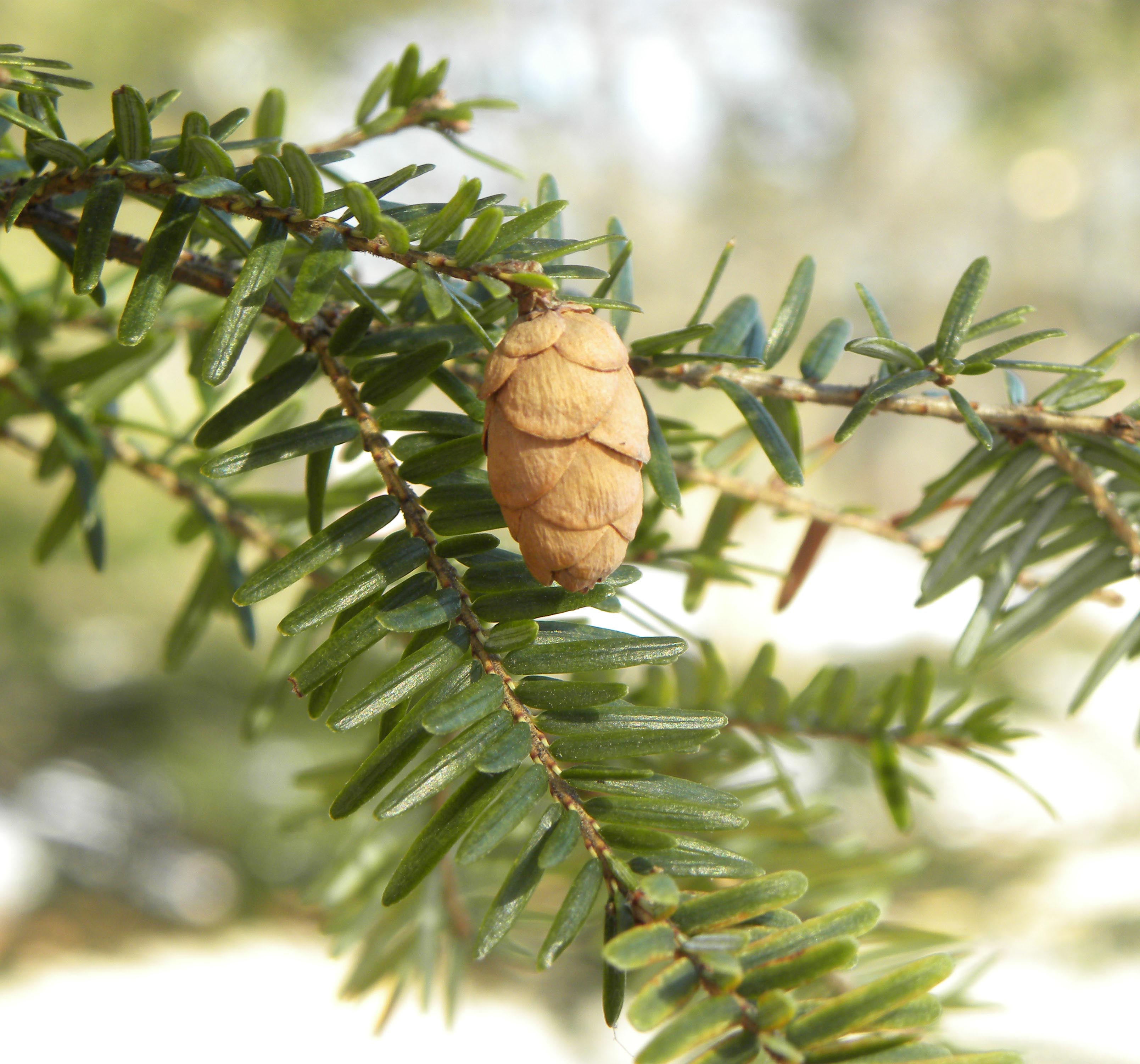 Tsuga canadensis – Purdue Arboretum Explorer