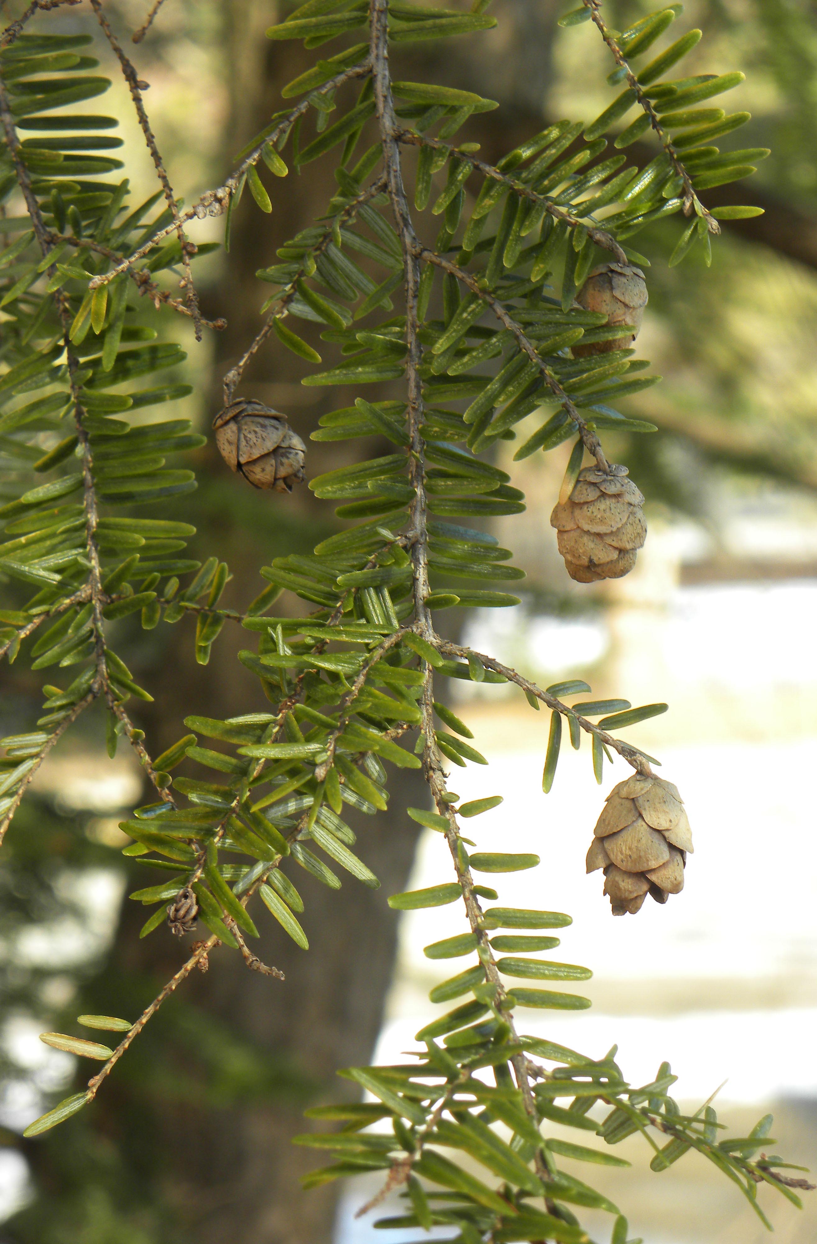 Tsuga canadensis – Purdue Arboretum Explorer