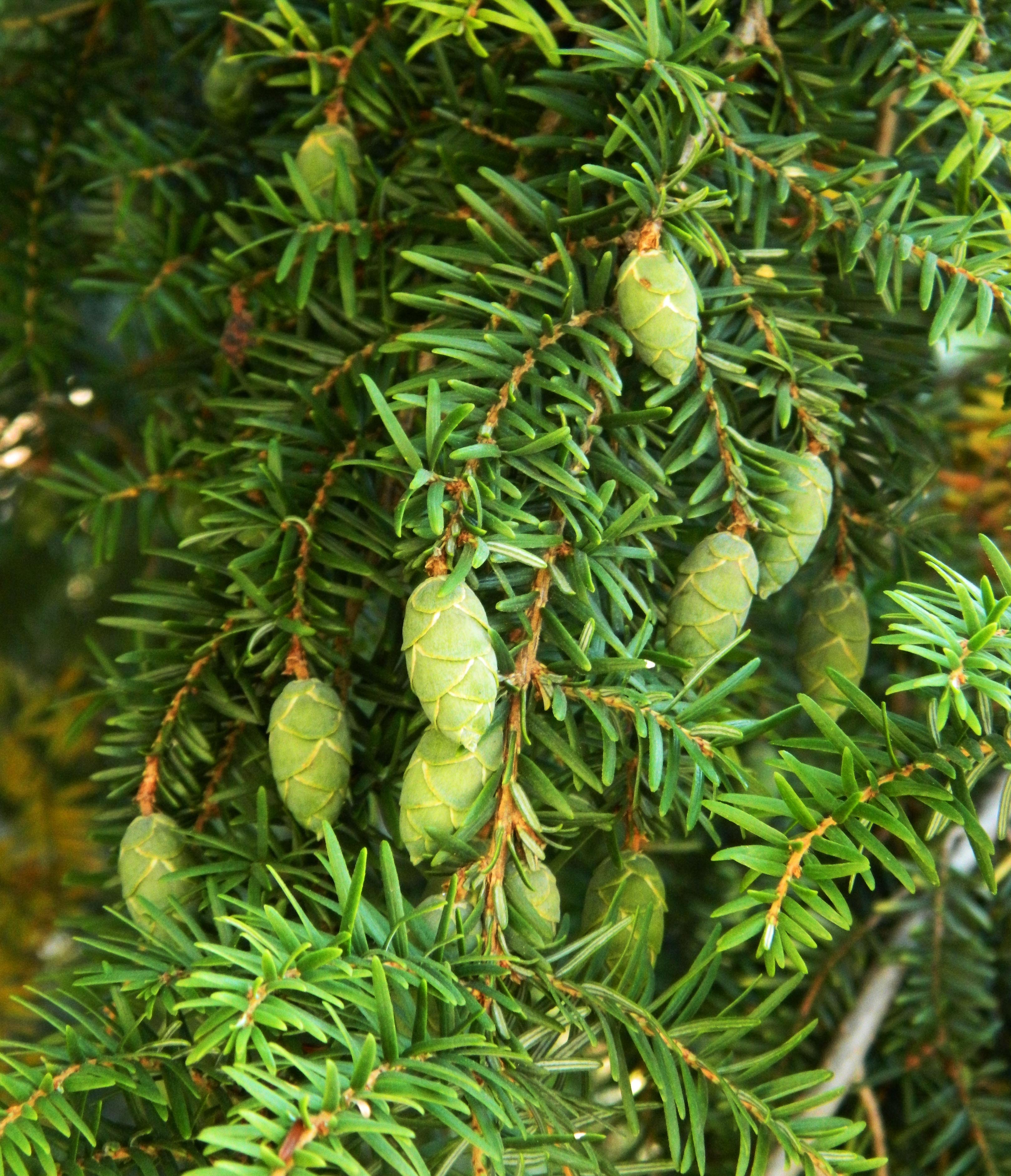 Tsuga canadensis – Purdue Arboretum Explorer