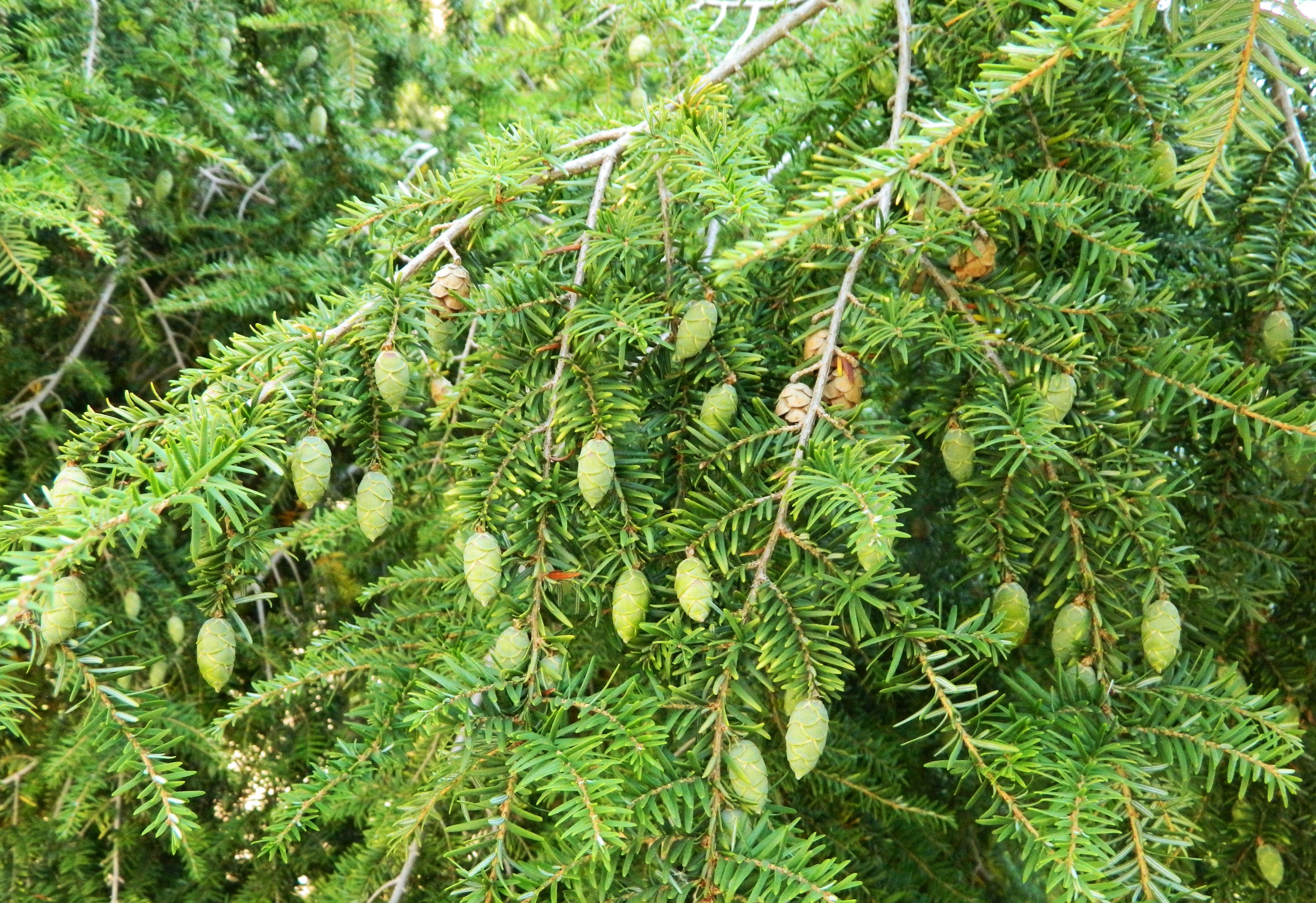 Tsuga canadensis – Purdue Arboretum Explorer