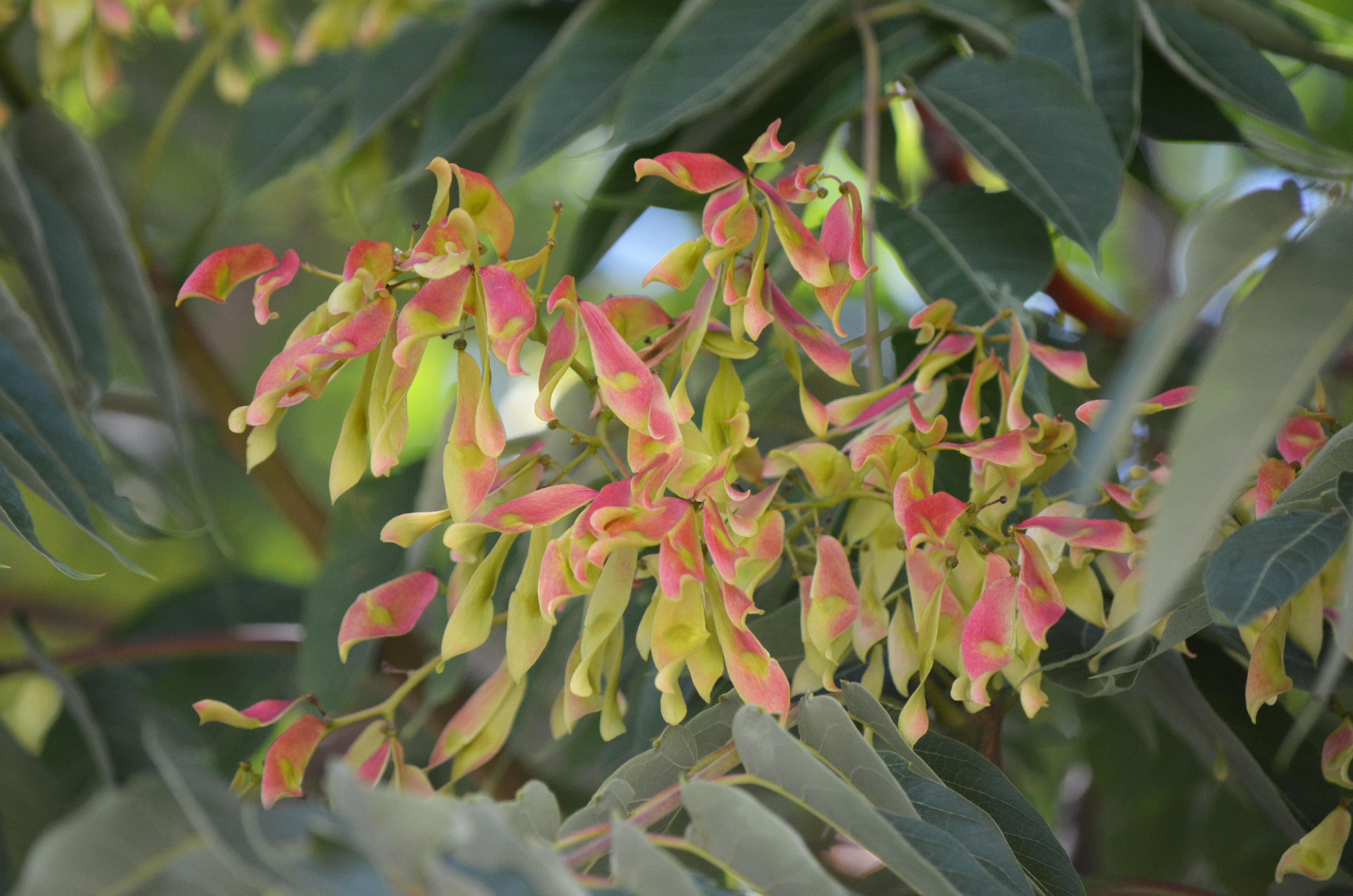 Ailanthus altissima – Purdue Arboretum Explorer