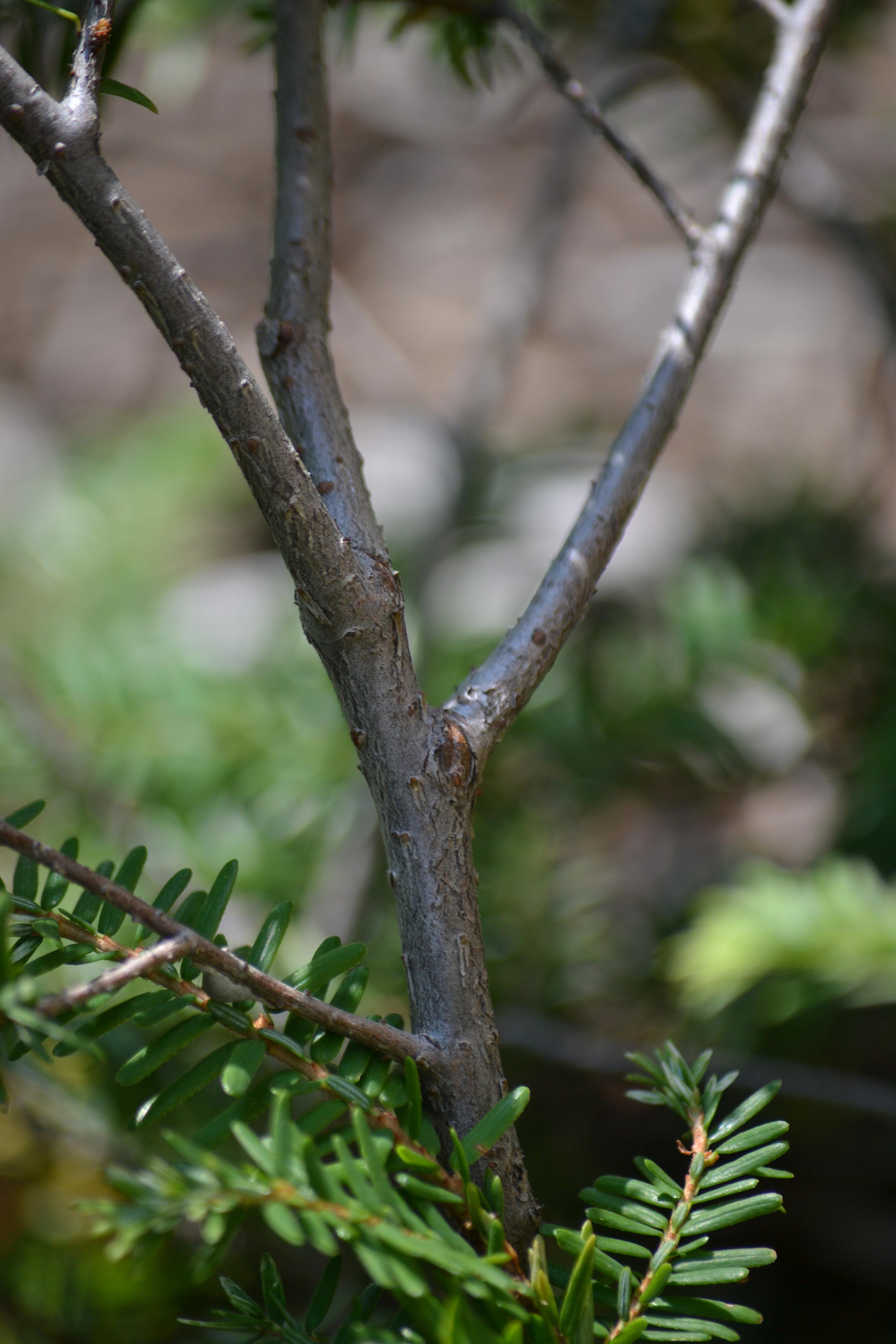 Tsuga canadensis ‘Gentsch White’ – Purdue Arboretum Explorer
