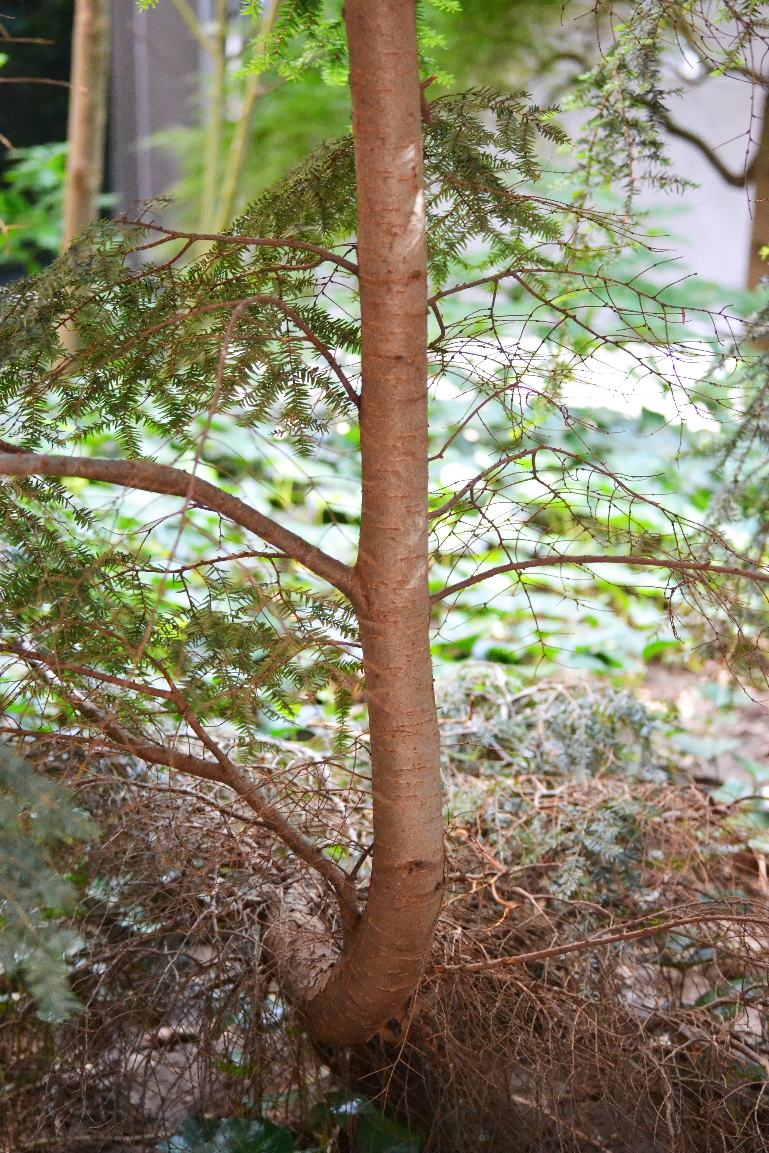 Tsuga canadensis ‘Jeddeloh’ – Purdue Arboretum Explorer