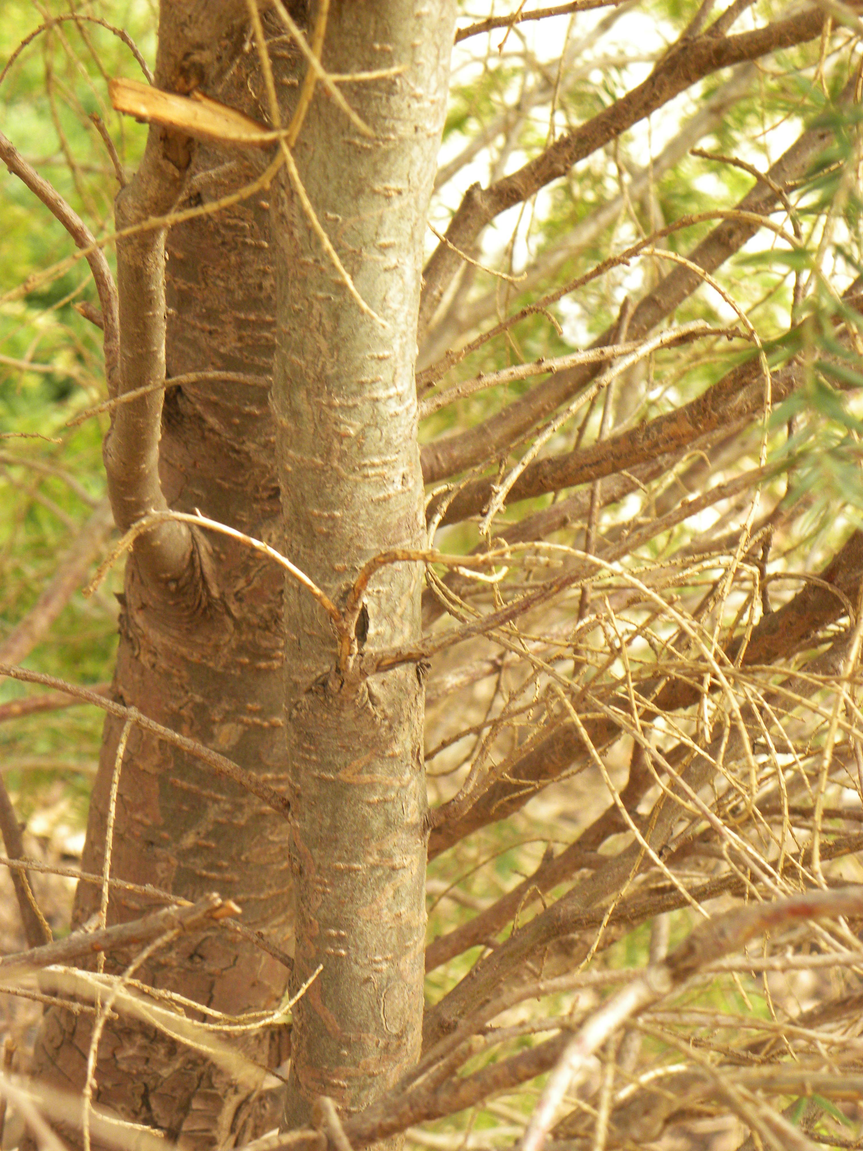 Tsuga caroliniana – Purdue Arboretum Explorer