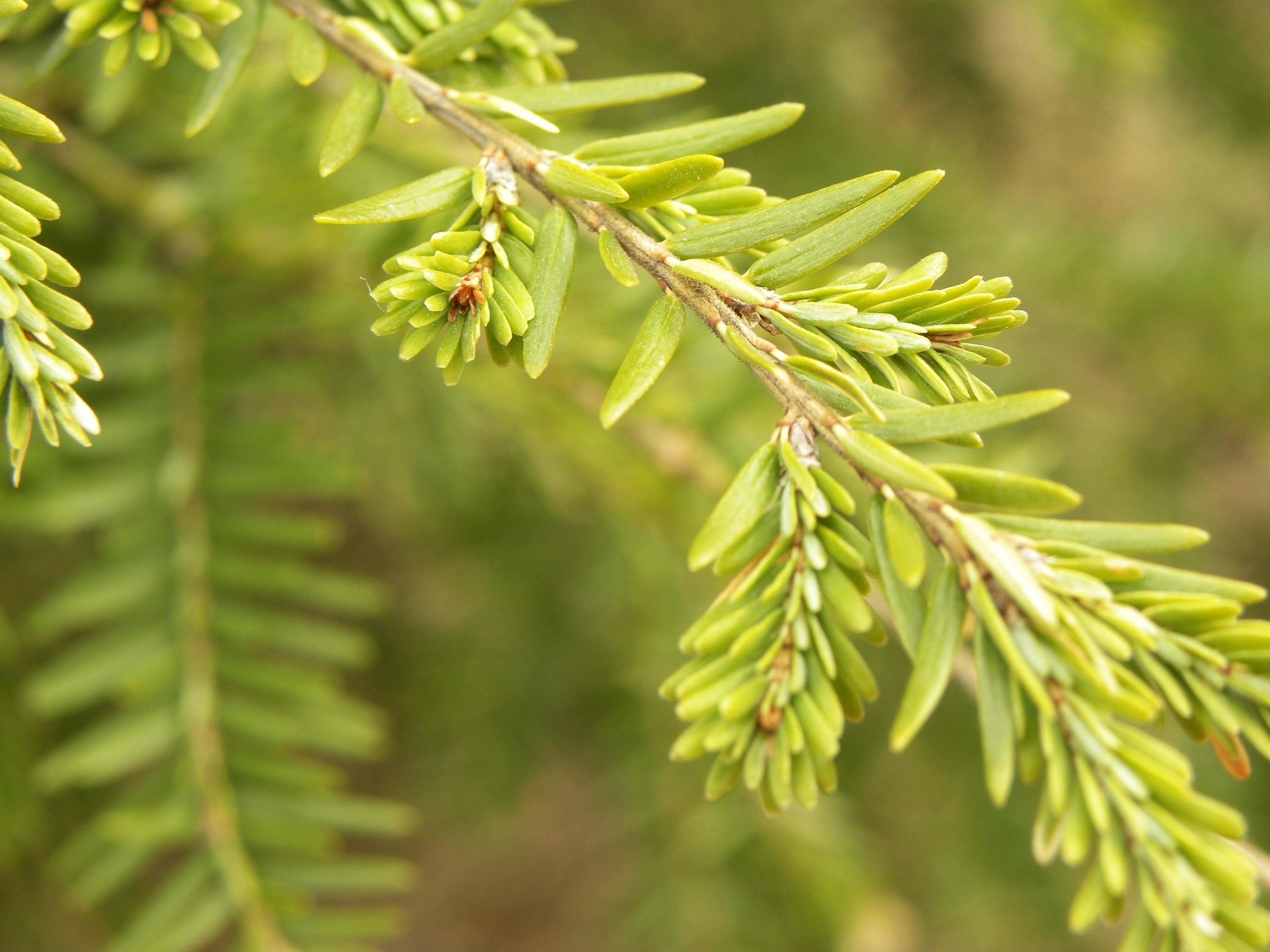 Tsuga caroliniana – Purdue Arboretum Explorer