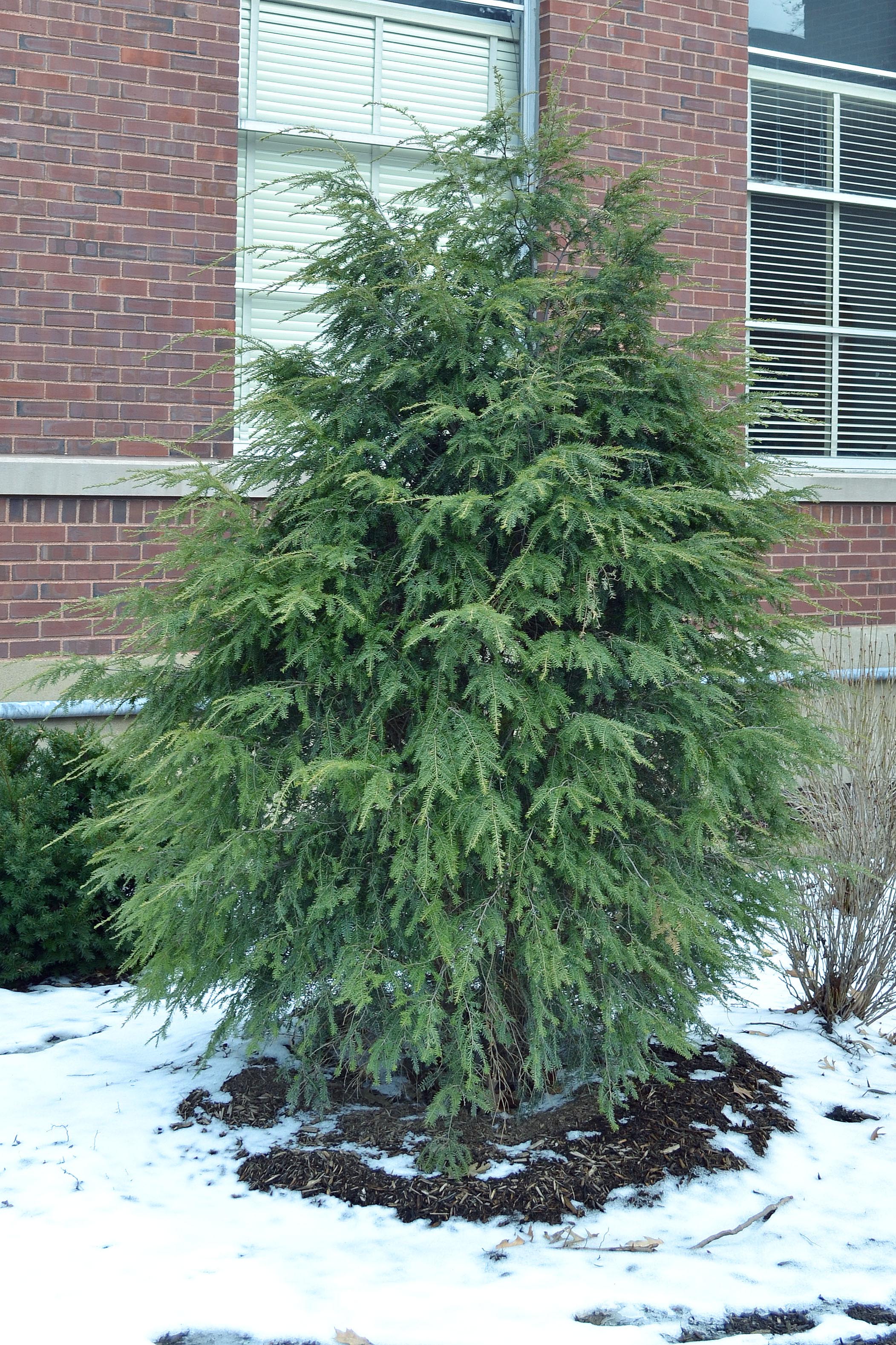 Tsuga caroliniana – Purdue Arboretum Explorer