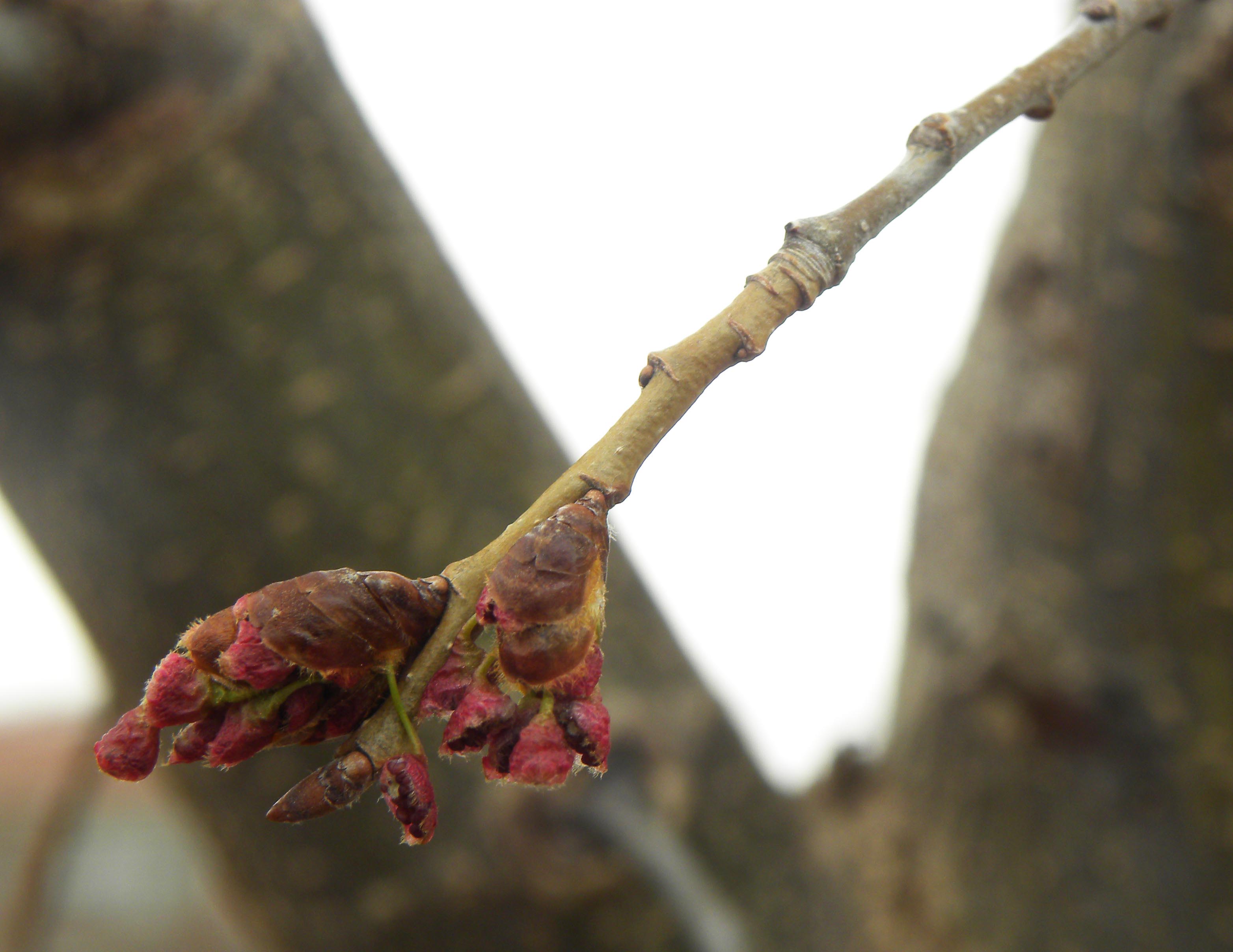 Ulmus americana ‘Valley Forge’ – Purdue Arboretum Explorer
