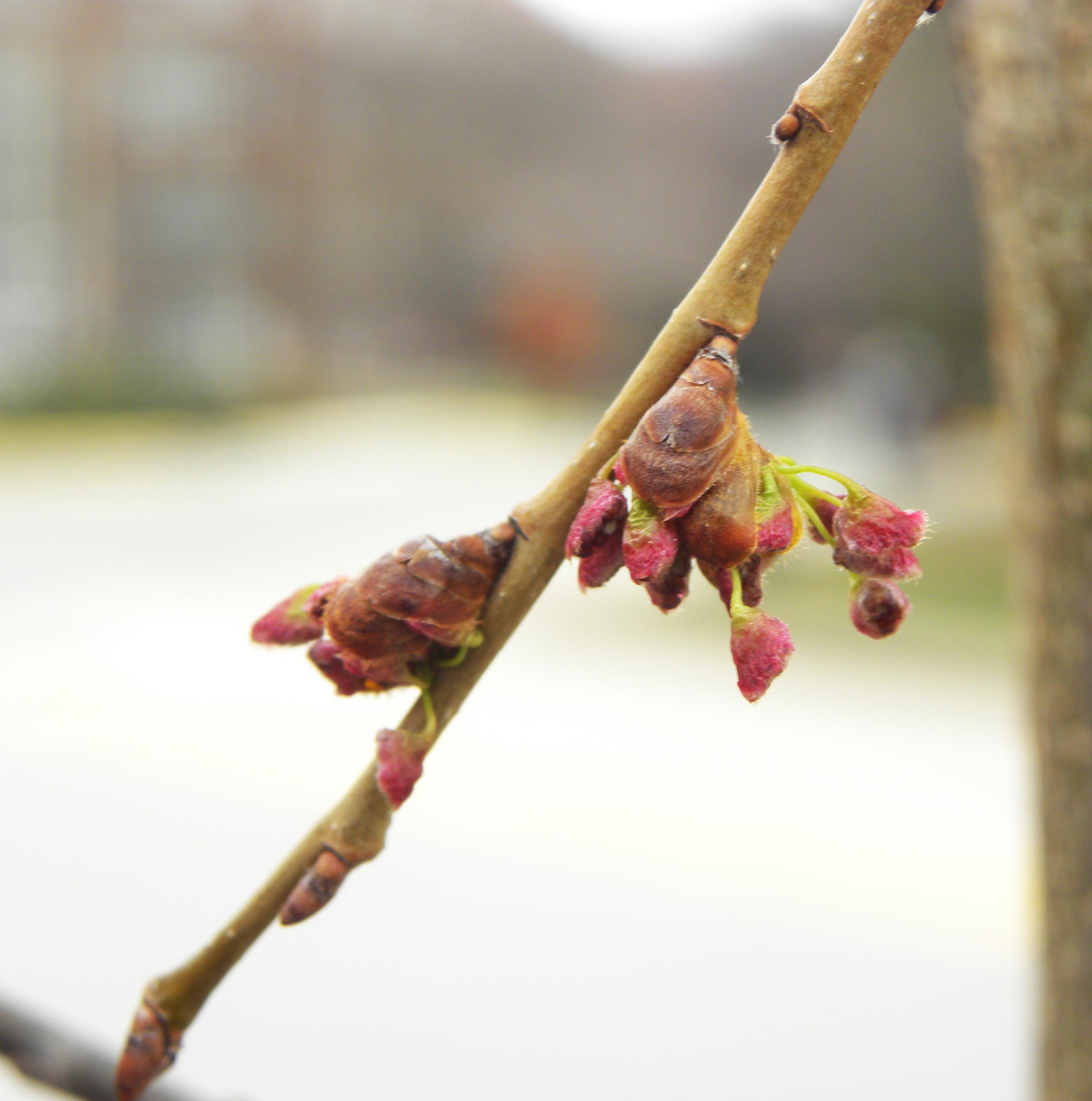 Ulmus americana ‘Valley Forge’ – Purdue Arboretum Explorer
