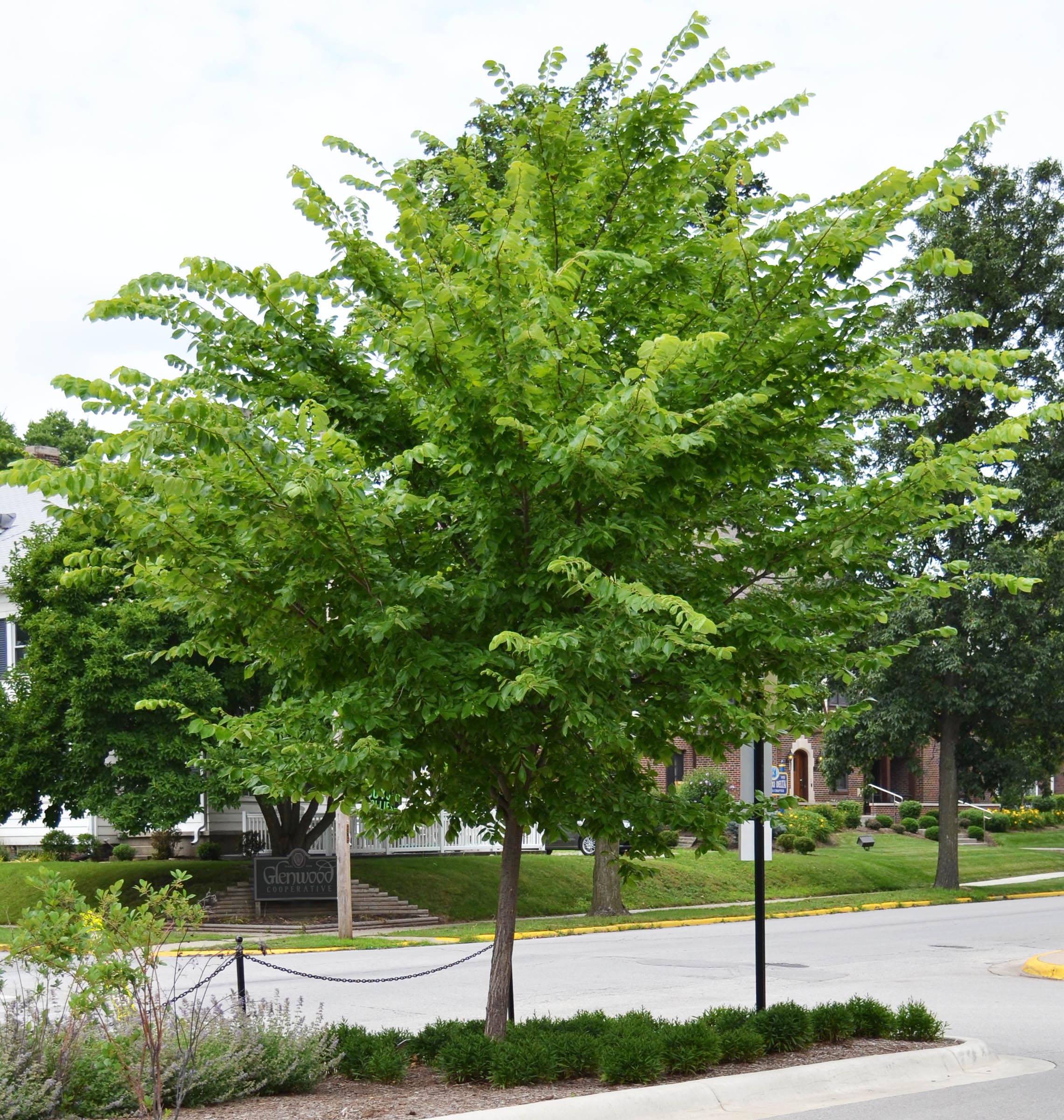Ulmus americana ‘Valley Forge’ – Purdue Arboretum Explorer