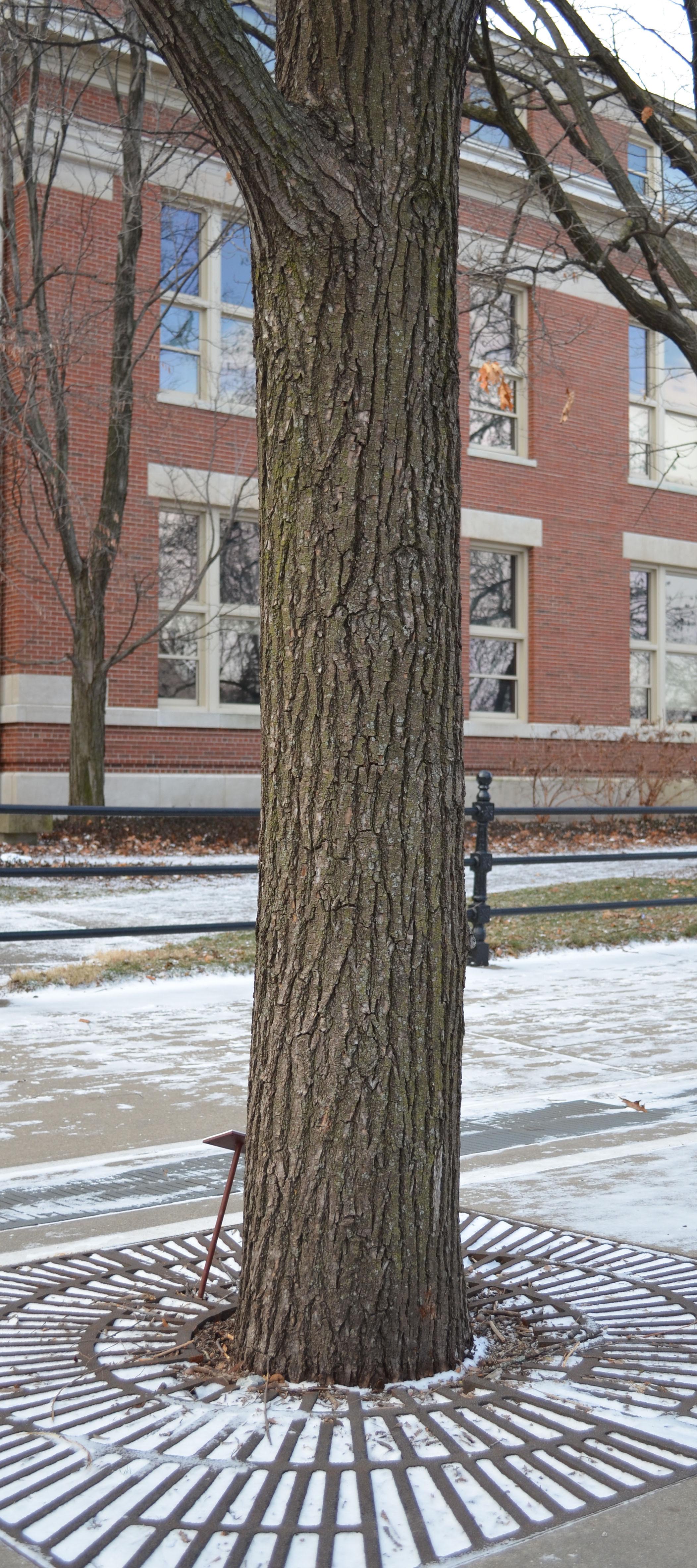 Ulmus × ‘Homestead’ – Purdue Arboretum Explorer