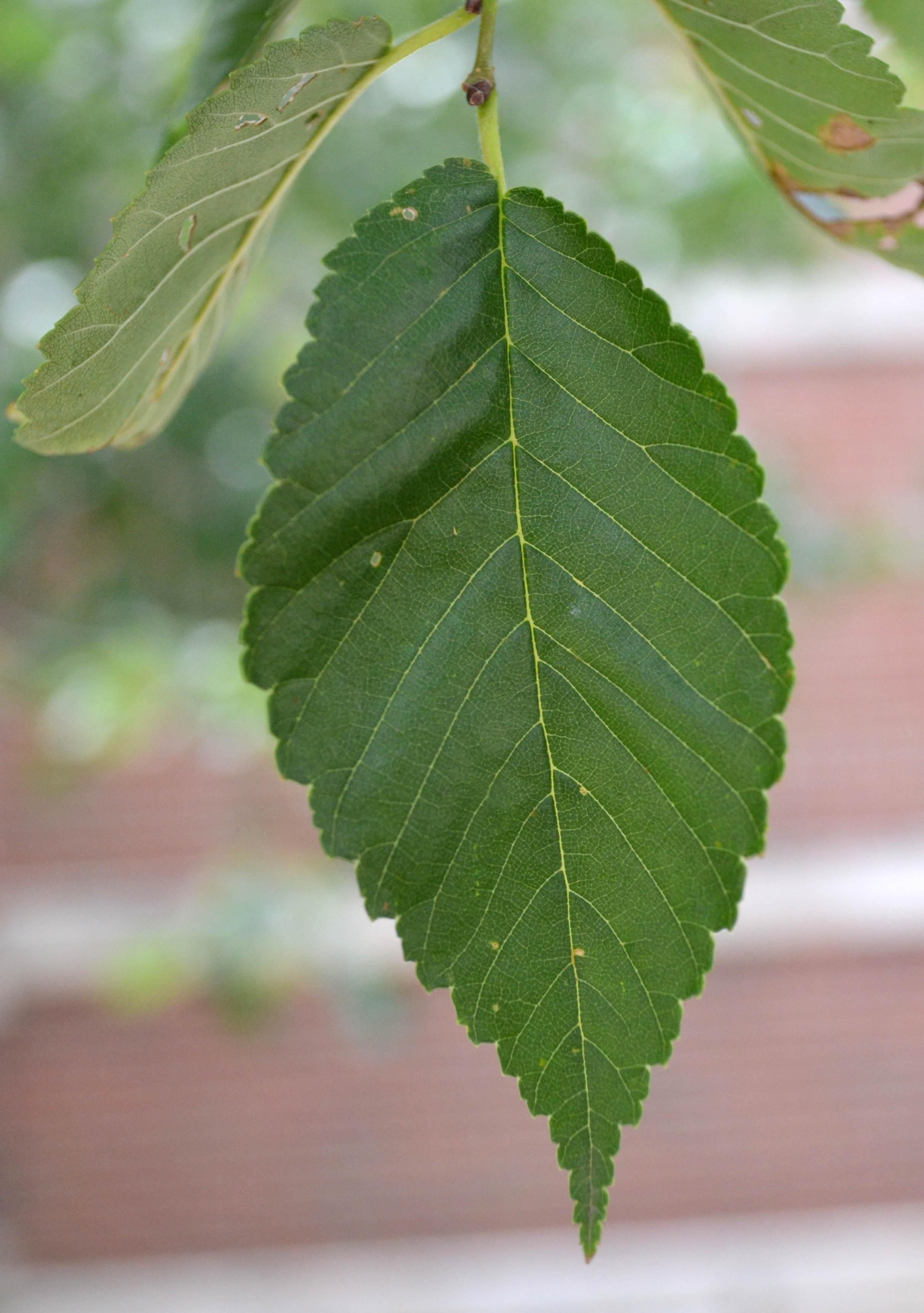 Ulmus × ‘Homestead’ – Purdue Arboretum Explorer