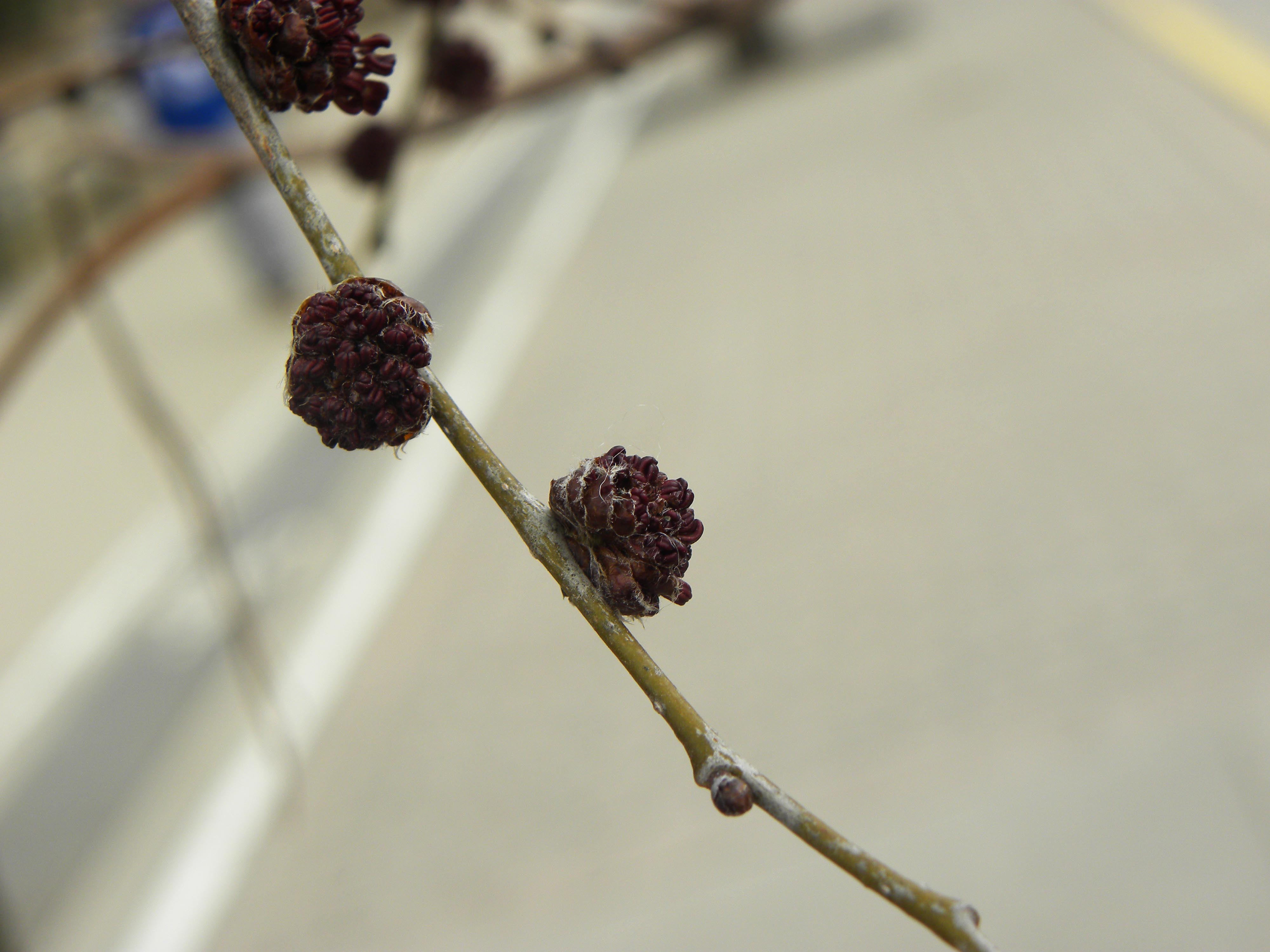 Ulmus × ‘Homestead’ – Purdue Arboretum Explorer