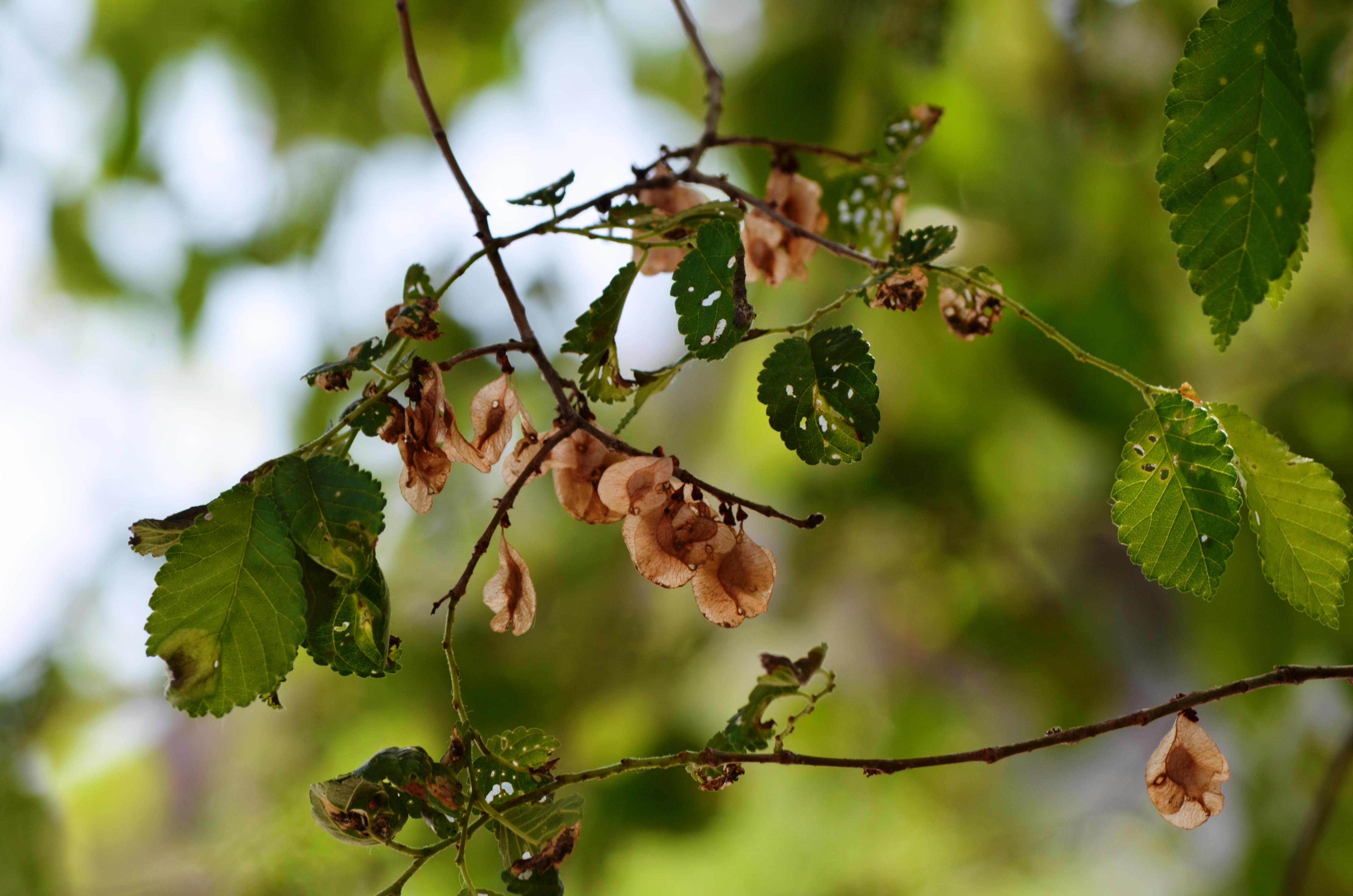 Ulmus × ‘Homestead’ – Purdue Arboretum Explorer