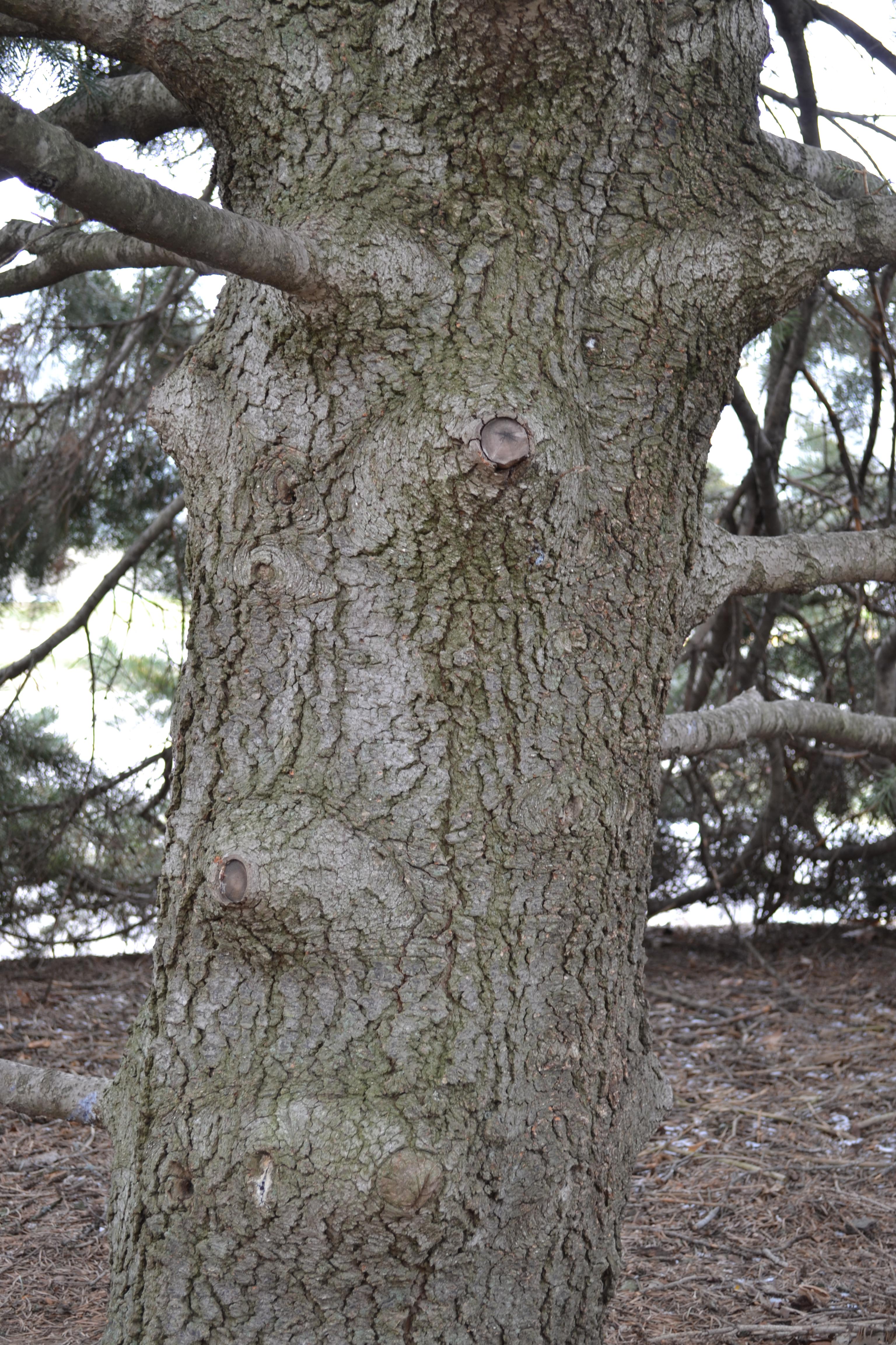 Abies concolor – Purdue Arboretum Explorer