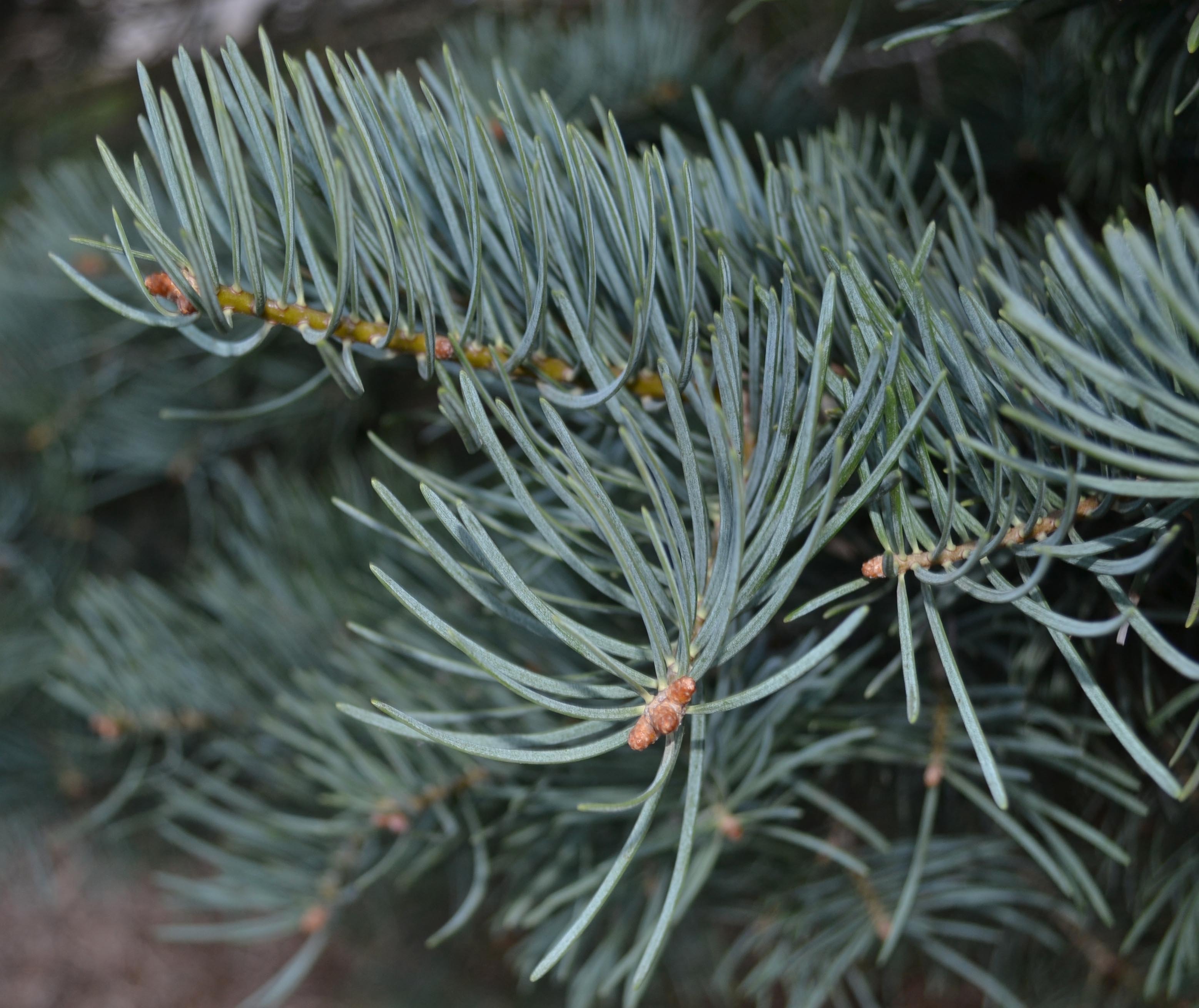 Abies concolor – Purdue Arboretum Explorer