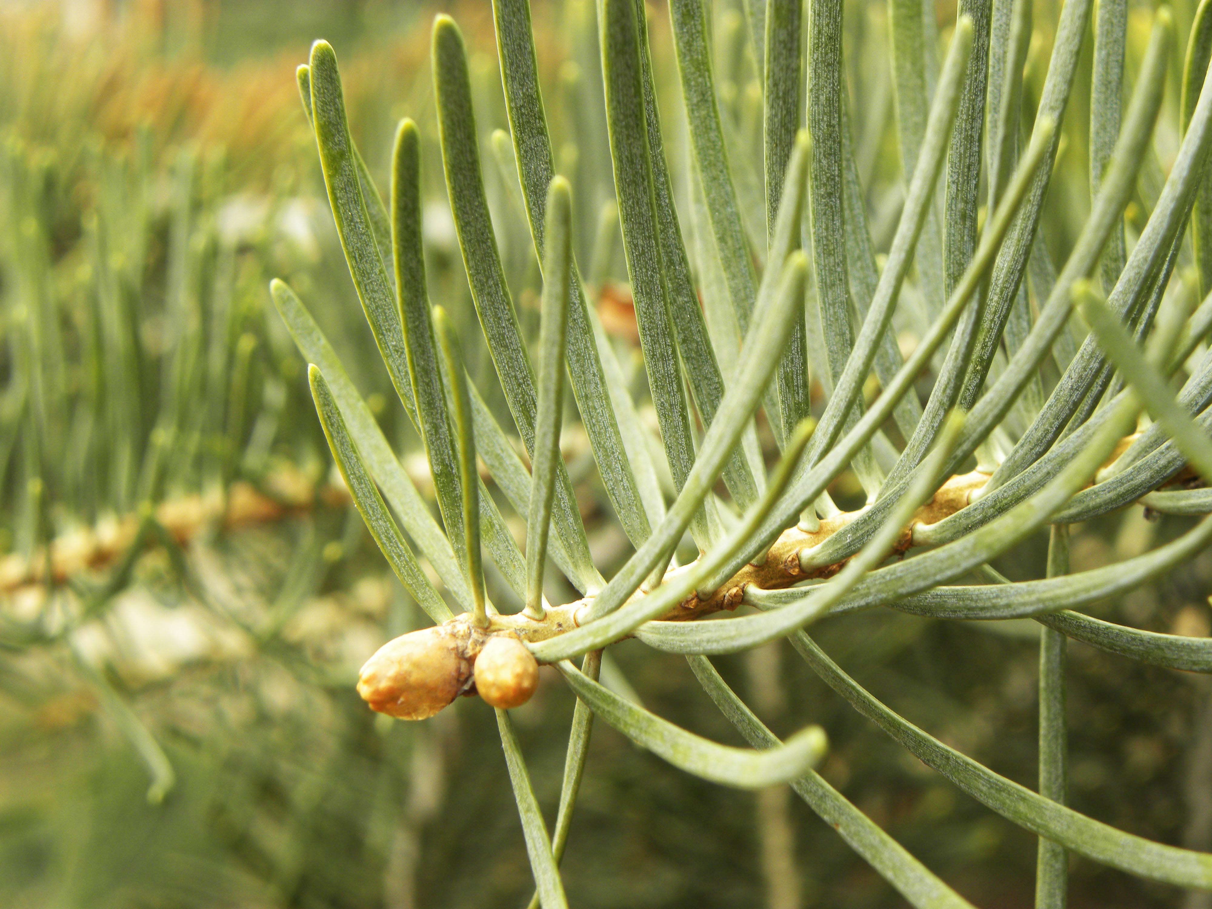 Abies concolor – Purdue Arboretum Explorer