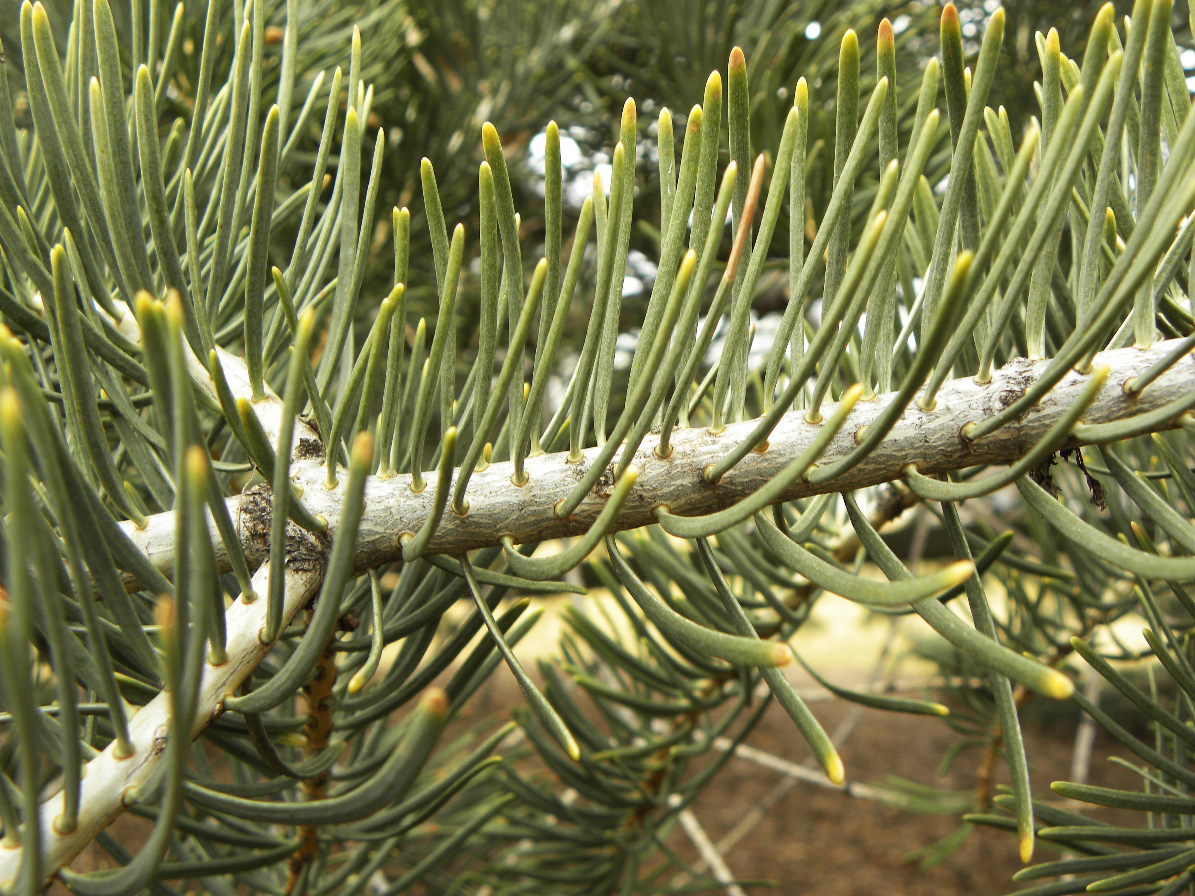 Abies concolor – Purdue Arboretum Explorer